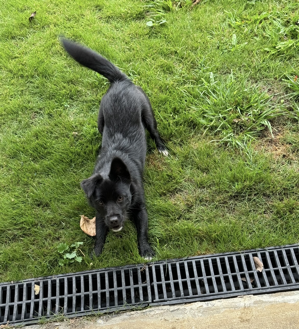 Jack Russell - Springwood - PetsForHomes