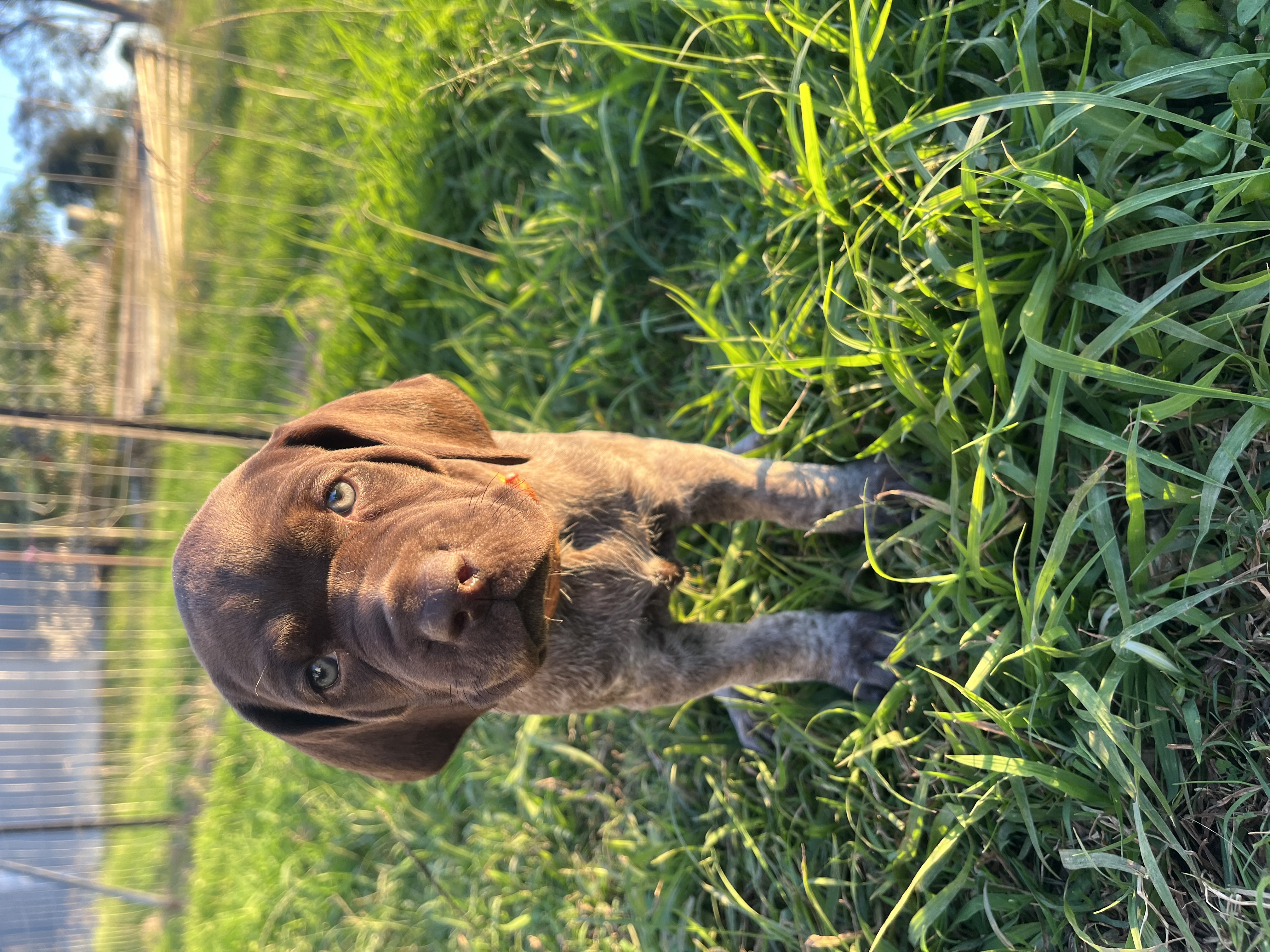 German Shorthaired Pointer - Grafton - PetsForHomes