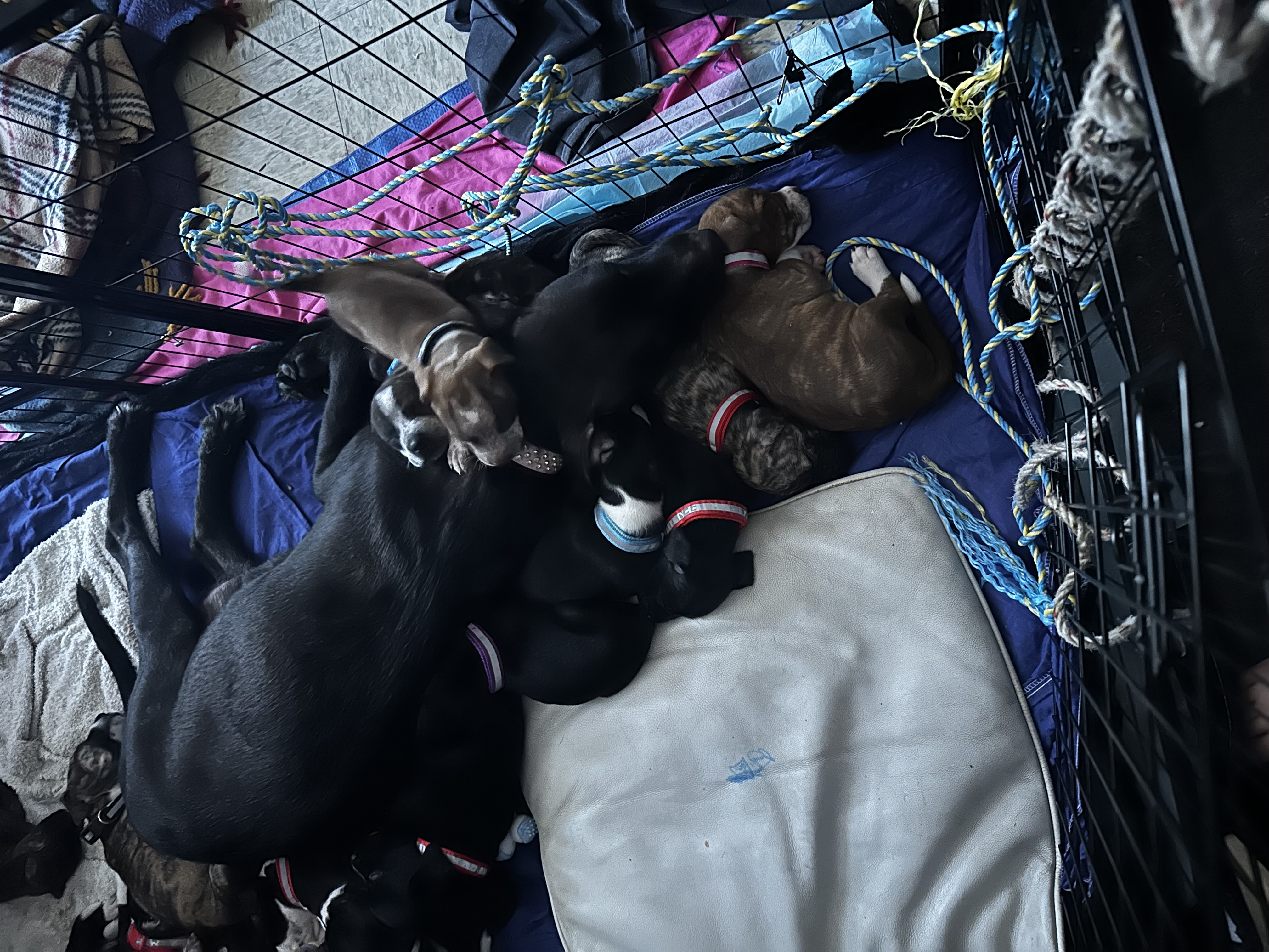 Dogs - Mayfield - PetsForHomes