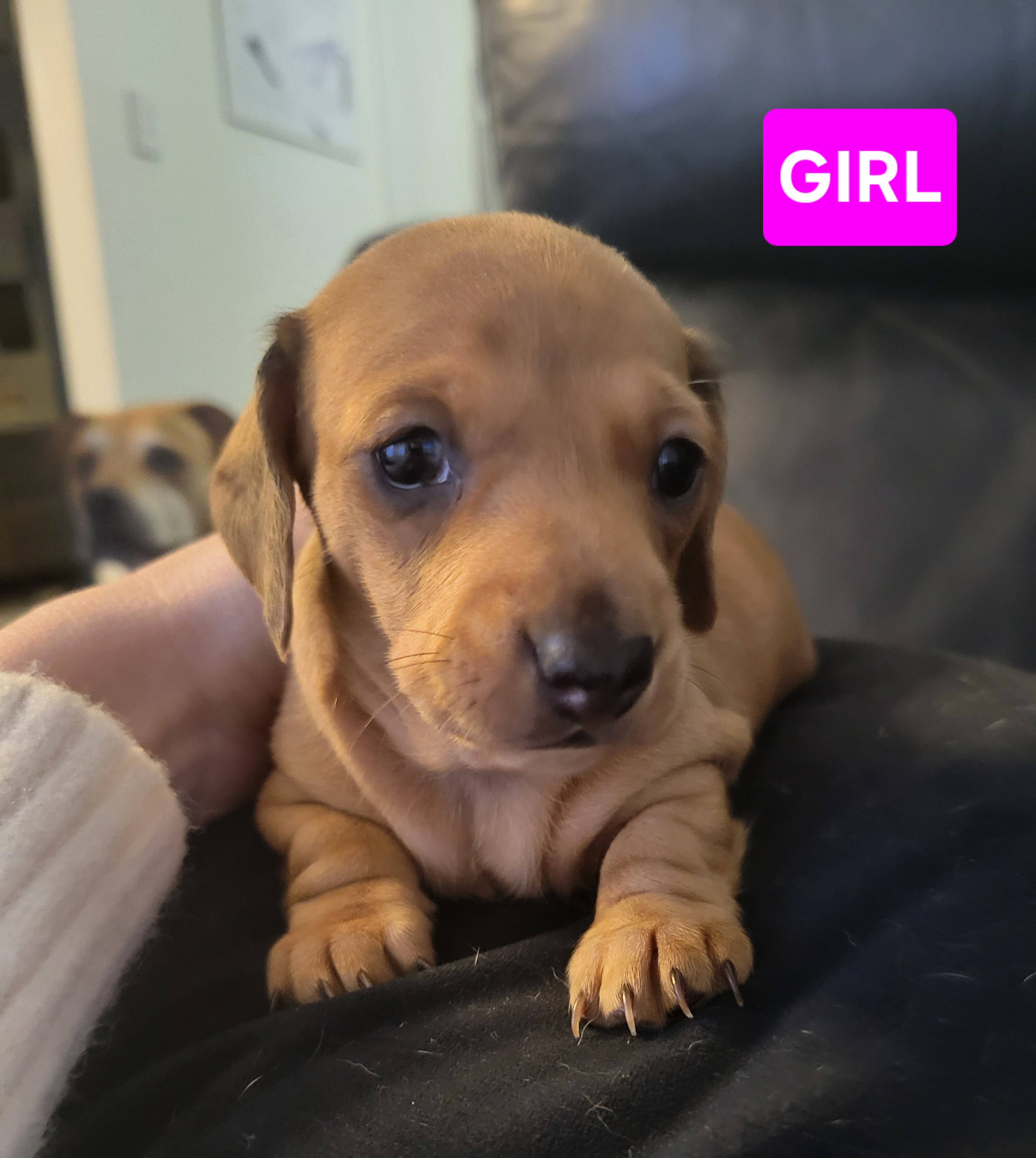 Miniature Dachshund - Baldivis - PetsForHomes