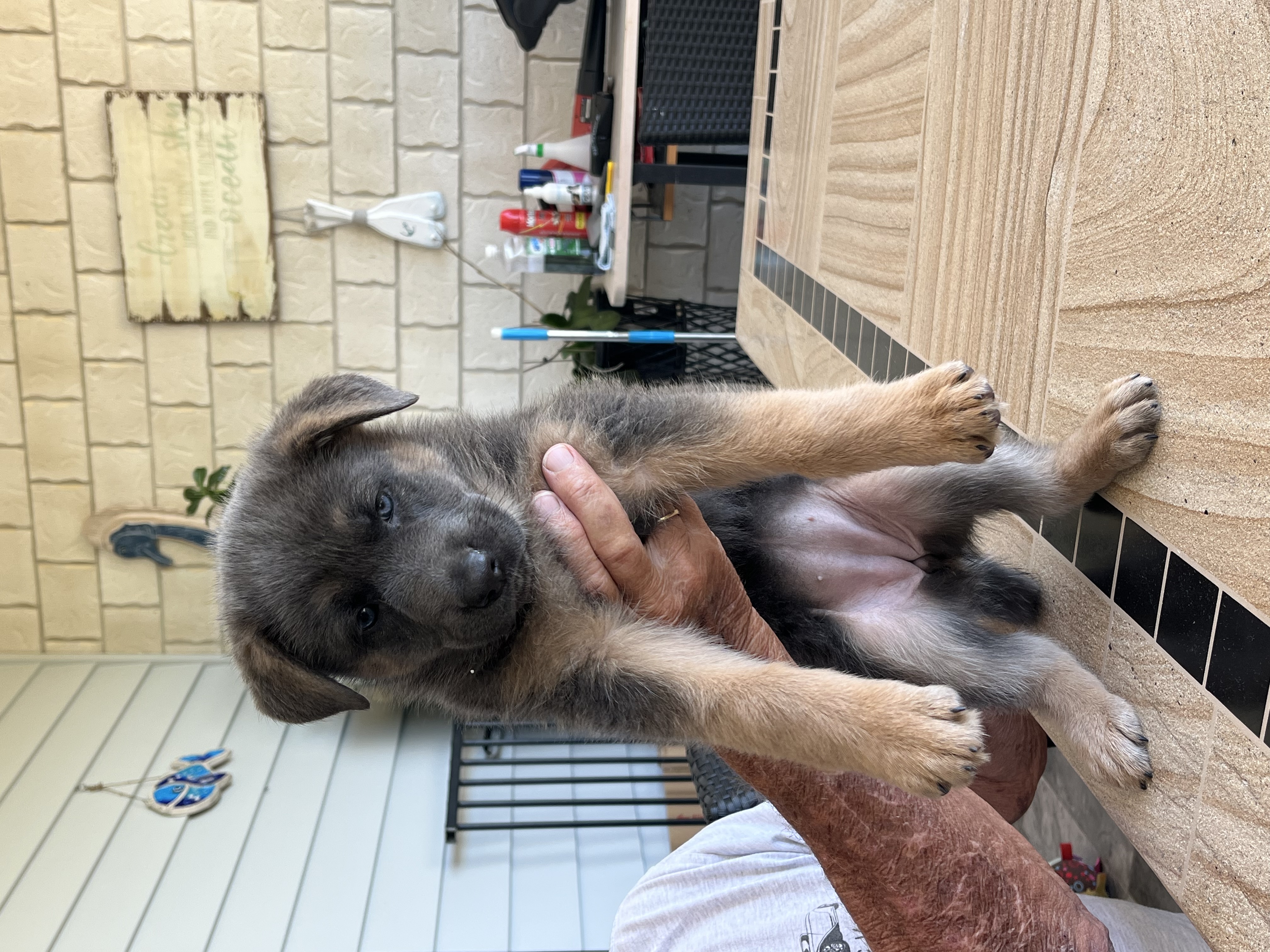 German Shepherd - Craignish - PetsForHomes