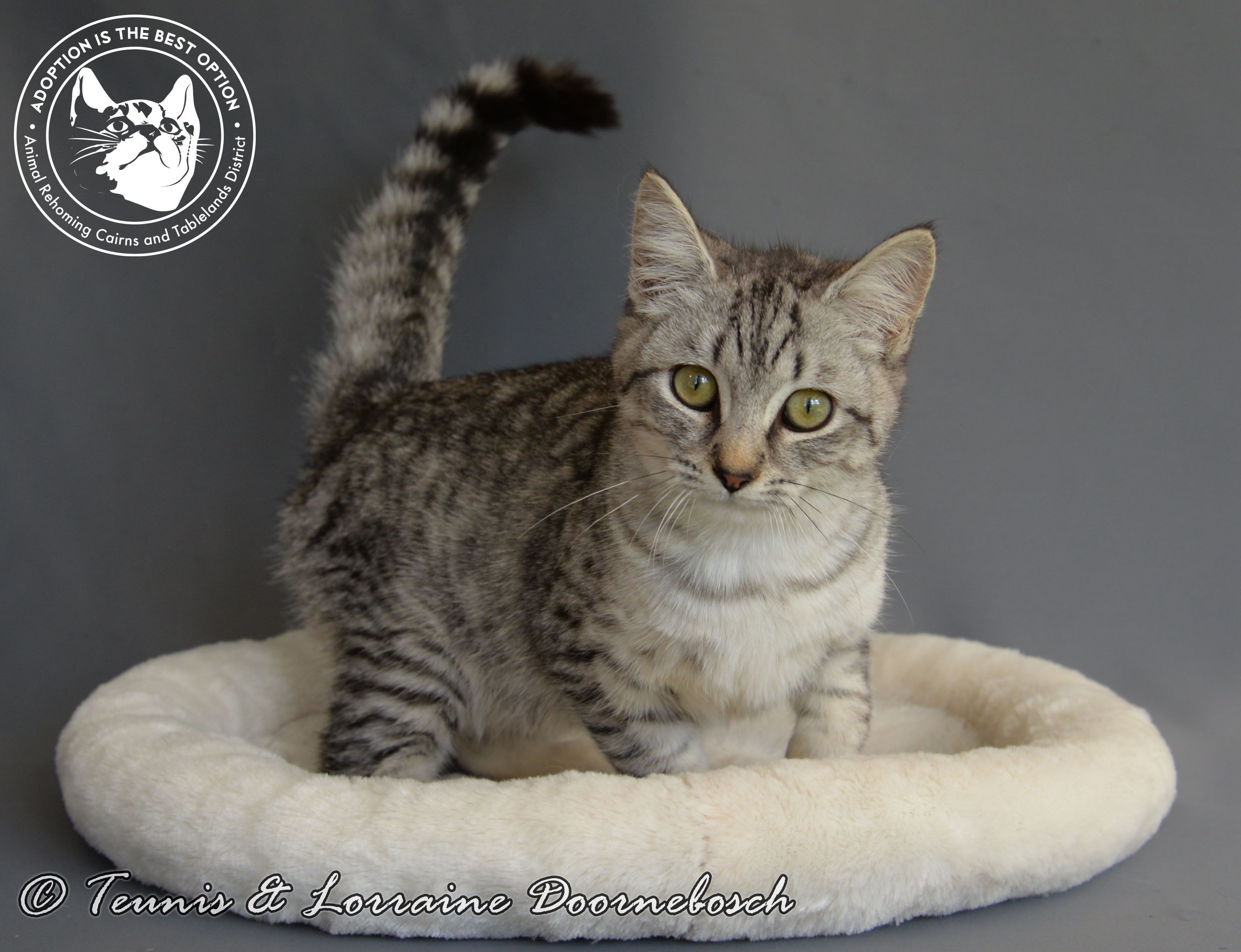 Twinkletoez - PetsForHomes