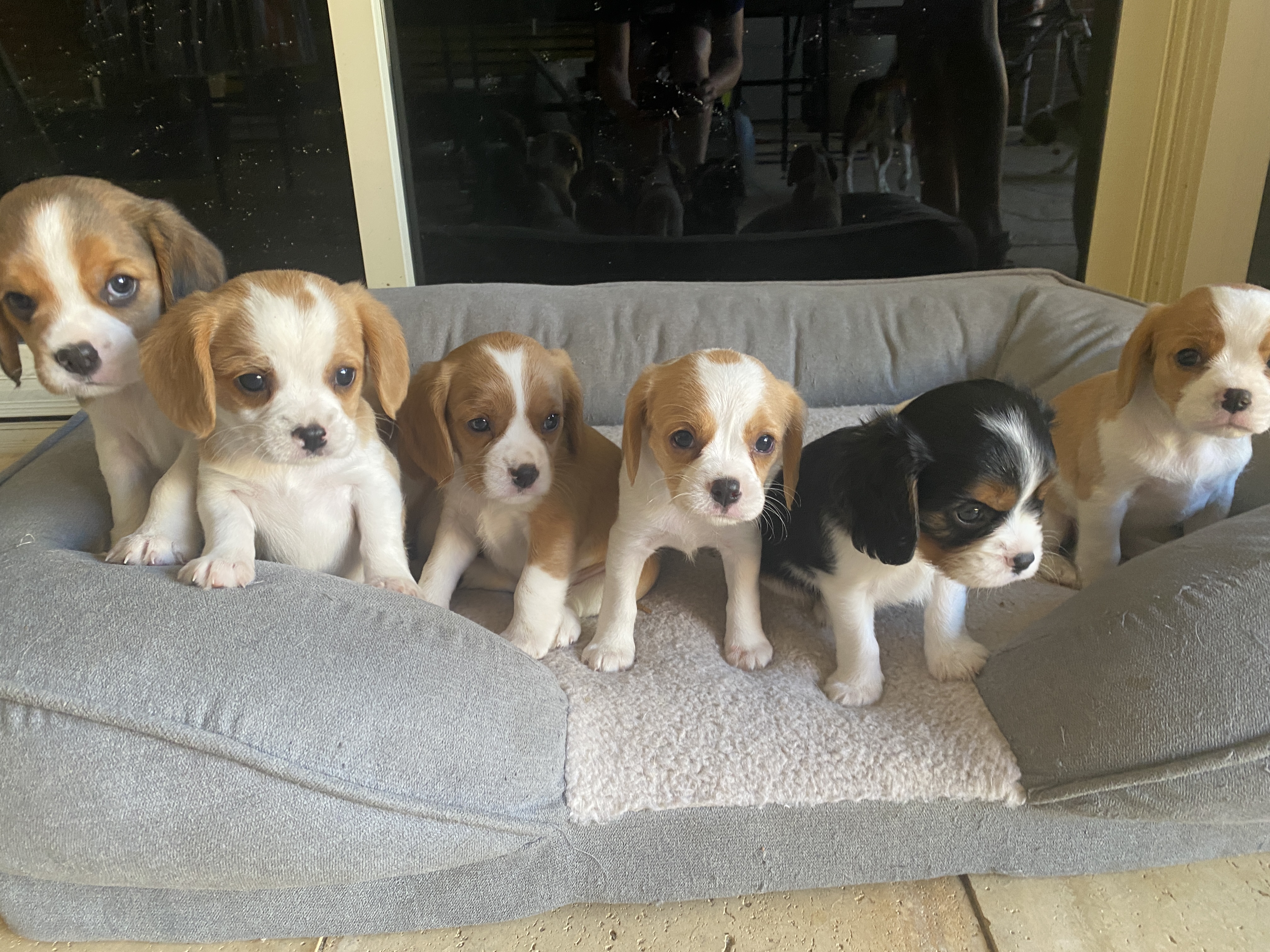 Dogs - Beldon - PetsForHomes