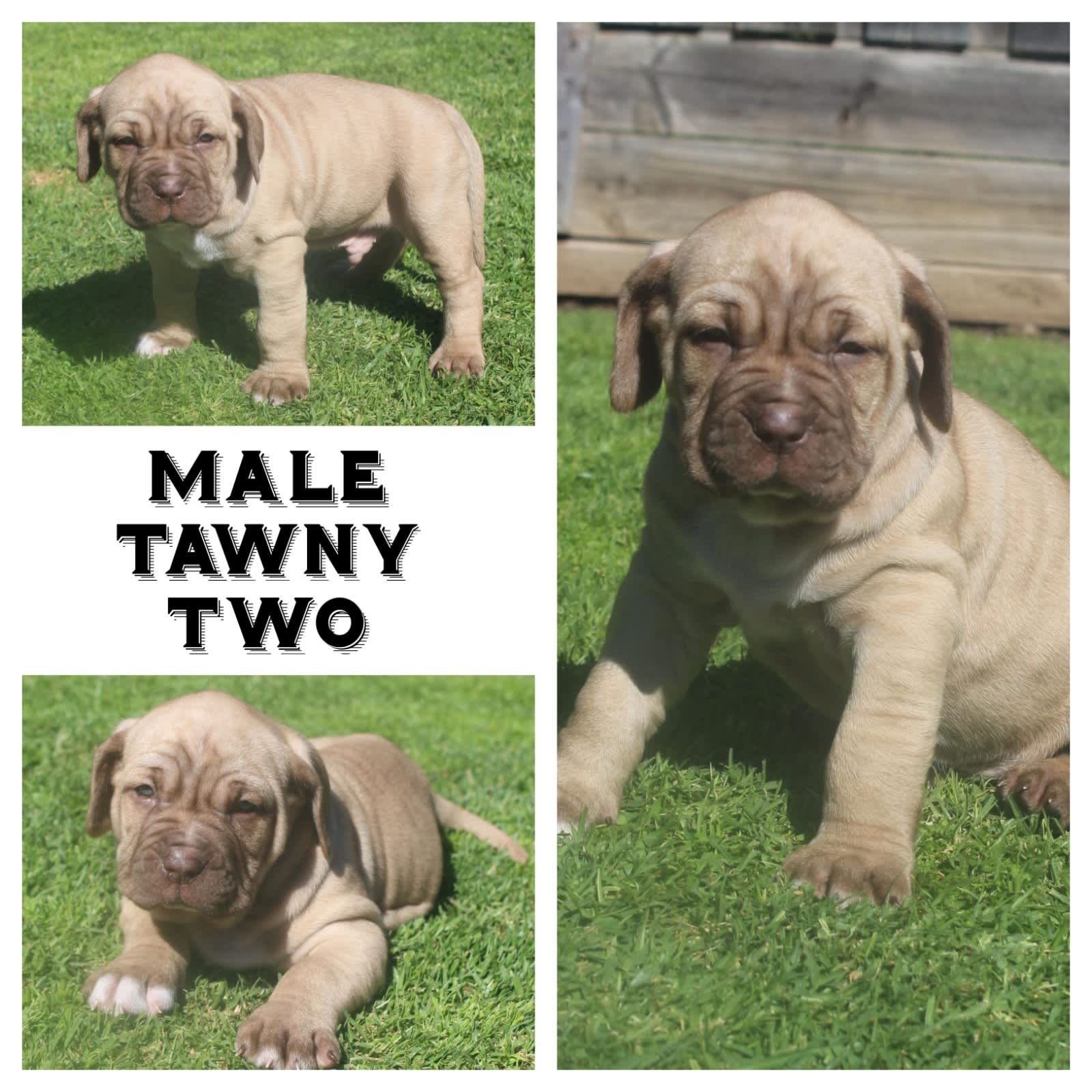 Neapolitan Bullmastiff Puppies