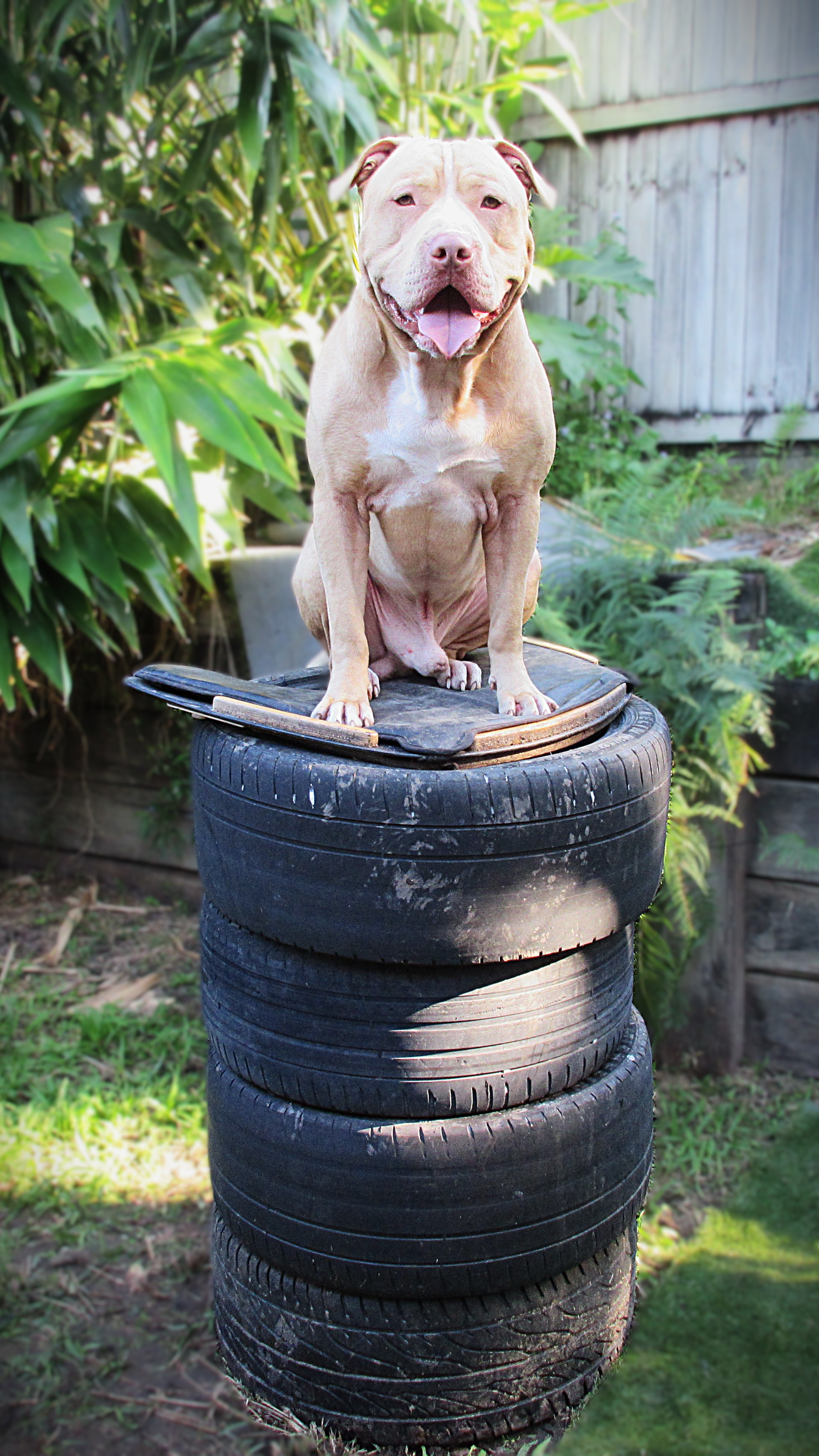 American Staffordshire Bull Terrier - DemiGod Austaffs - PetsForHomes