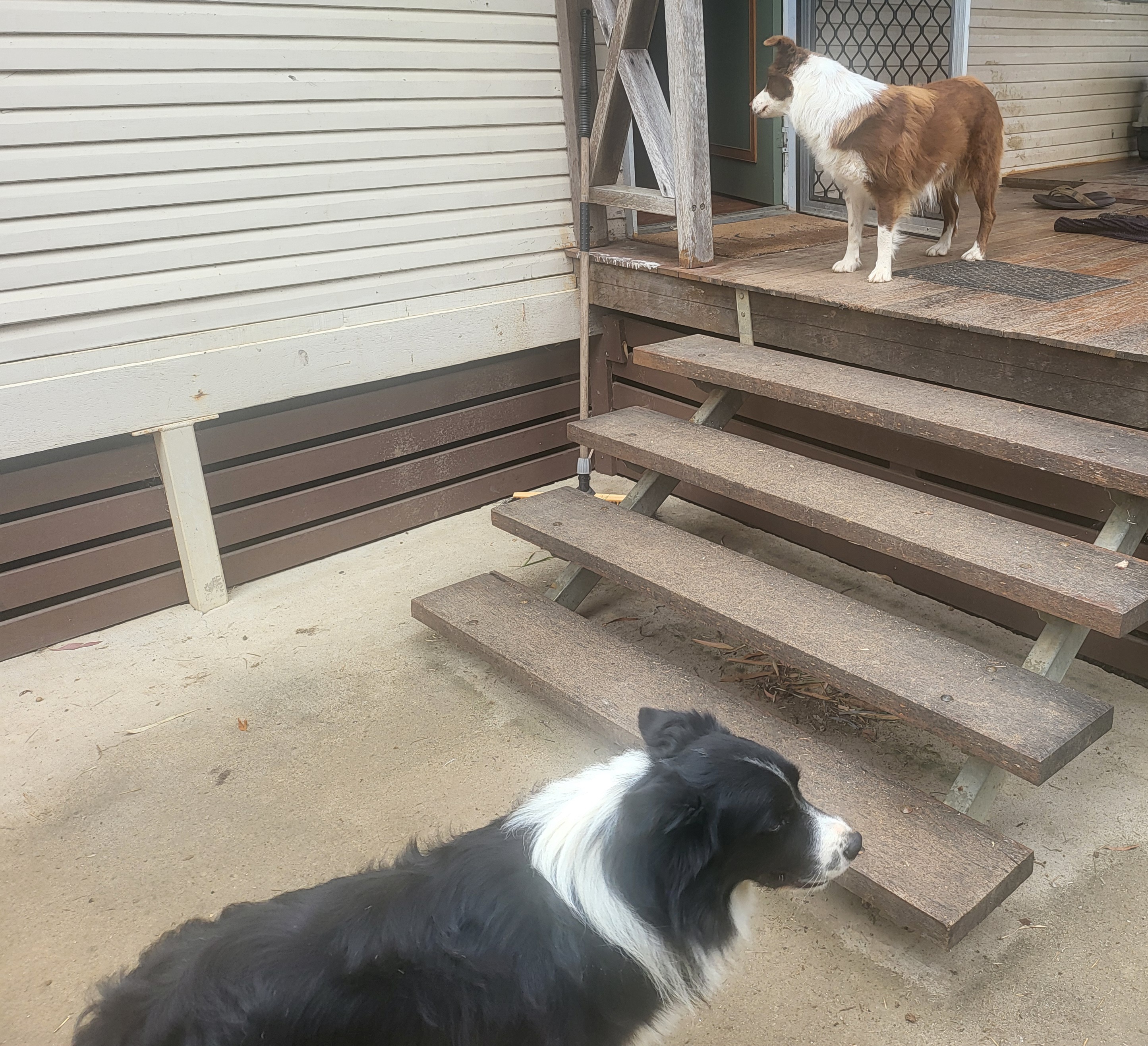 Border Collie - Mount Larcom - PetsForHomes