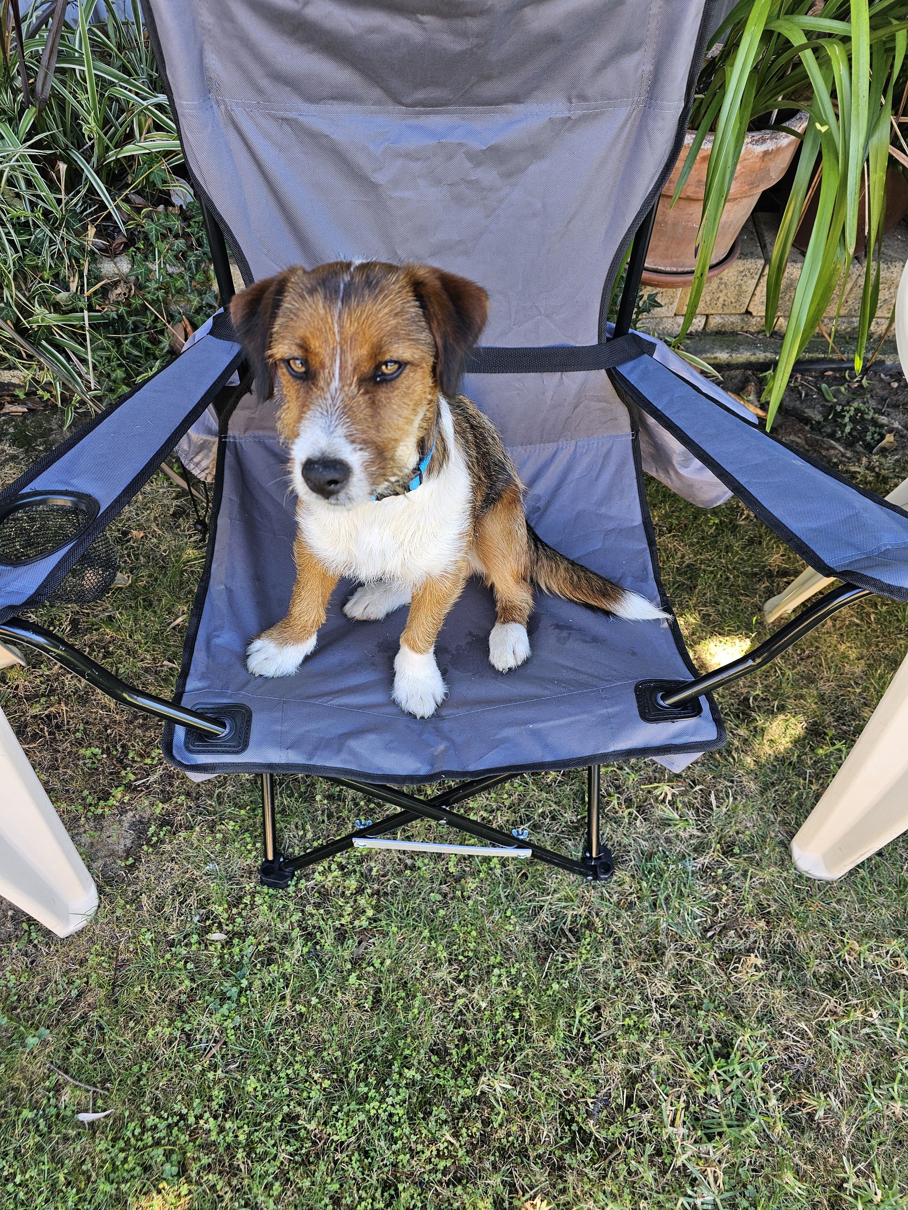 Jack Russell Terrier - Lavington - PetsForHomes