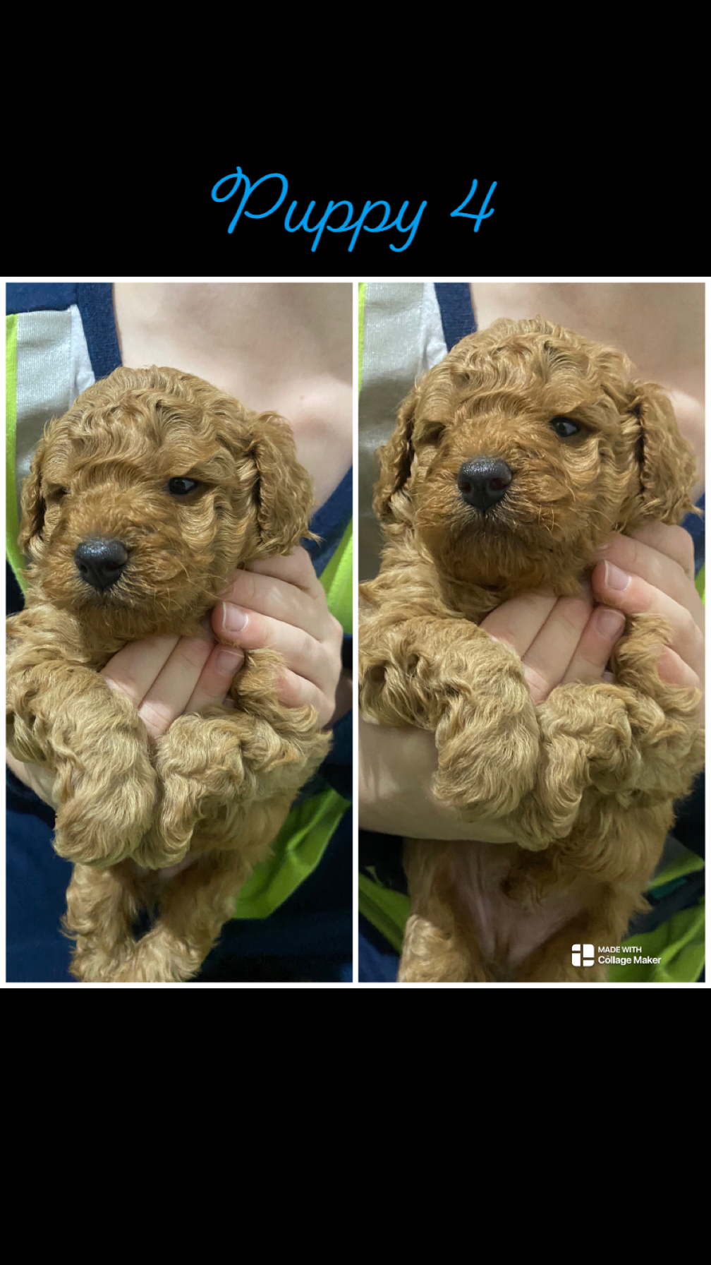 Toy Poodle - Strathfield - PetsForHomes