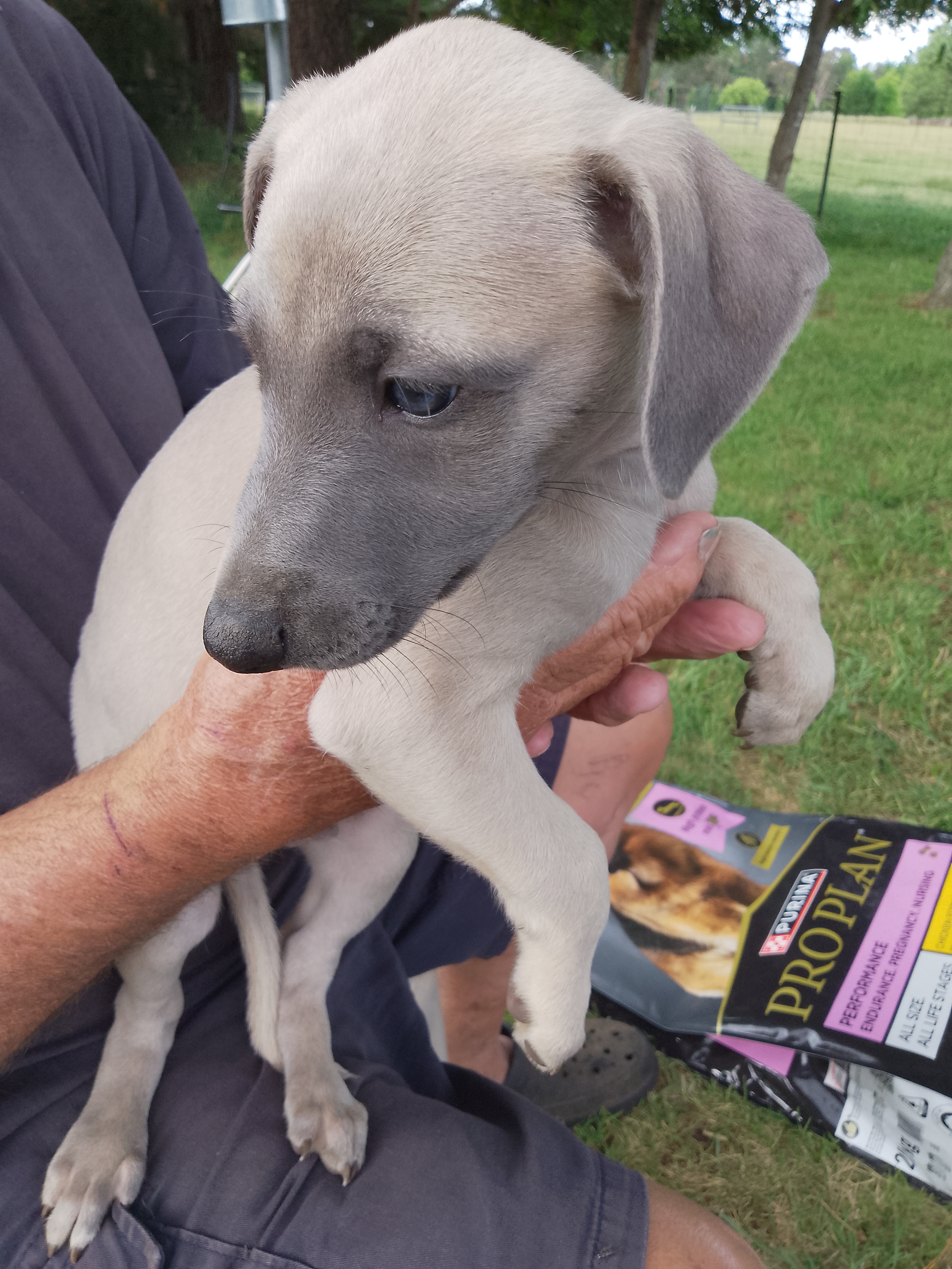 Dogs - Saumarez Ponds - PetsForHomes