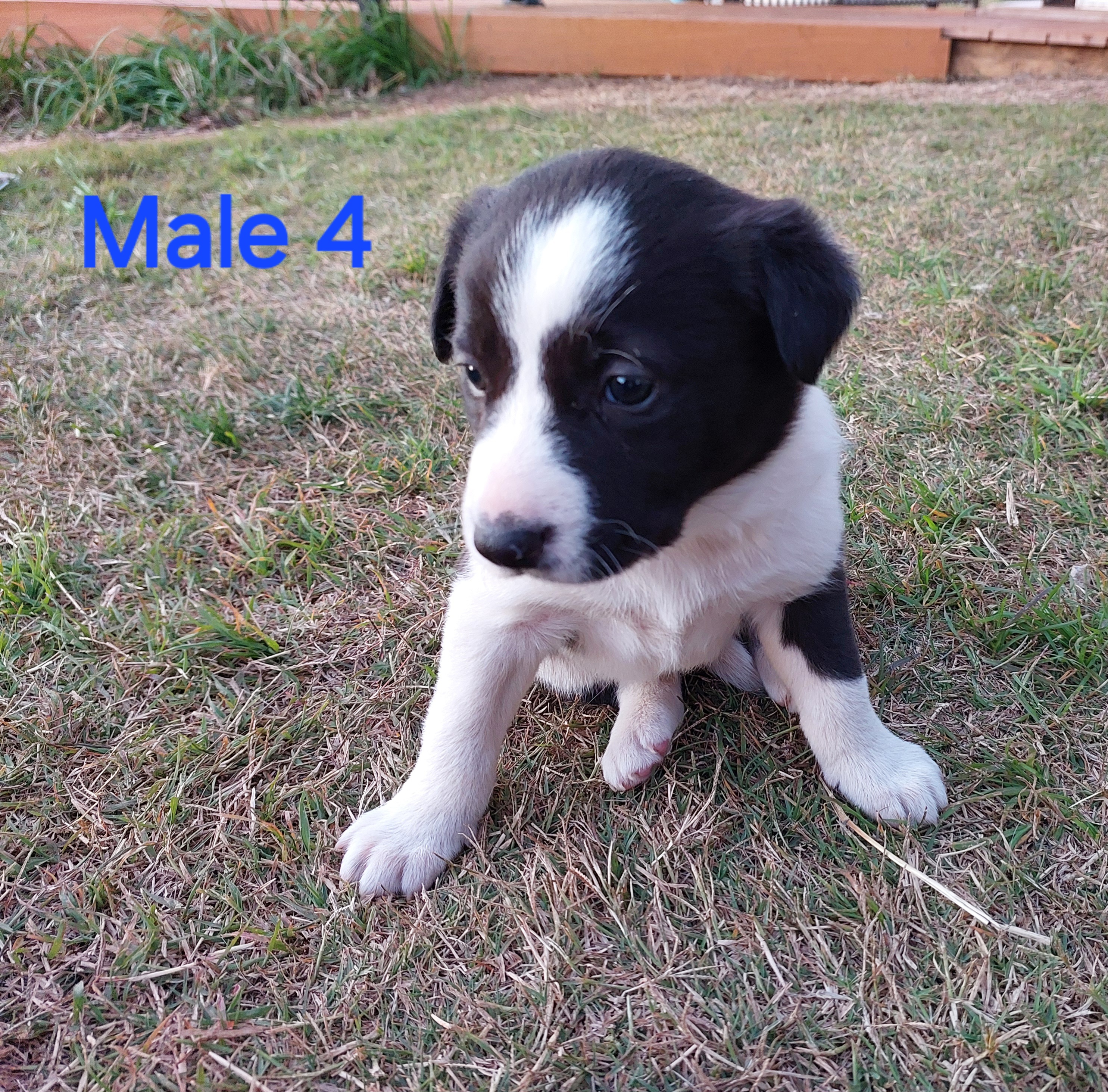 Border Collie - Jess - PetsForHomes
