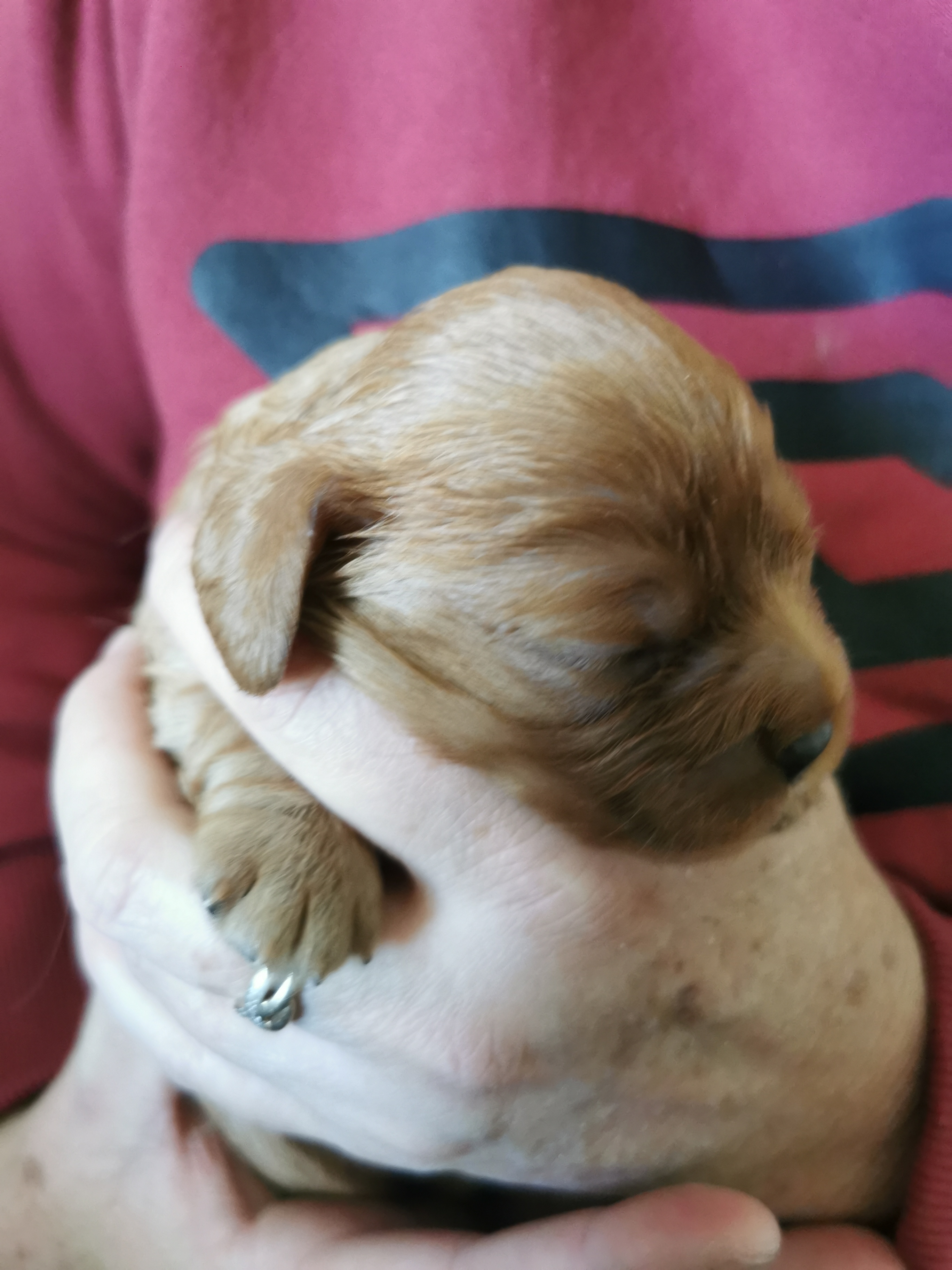Ruby Boy - Lockrose - PetsForHomes
