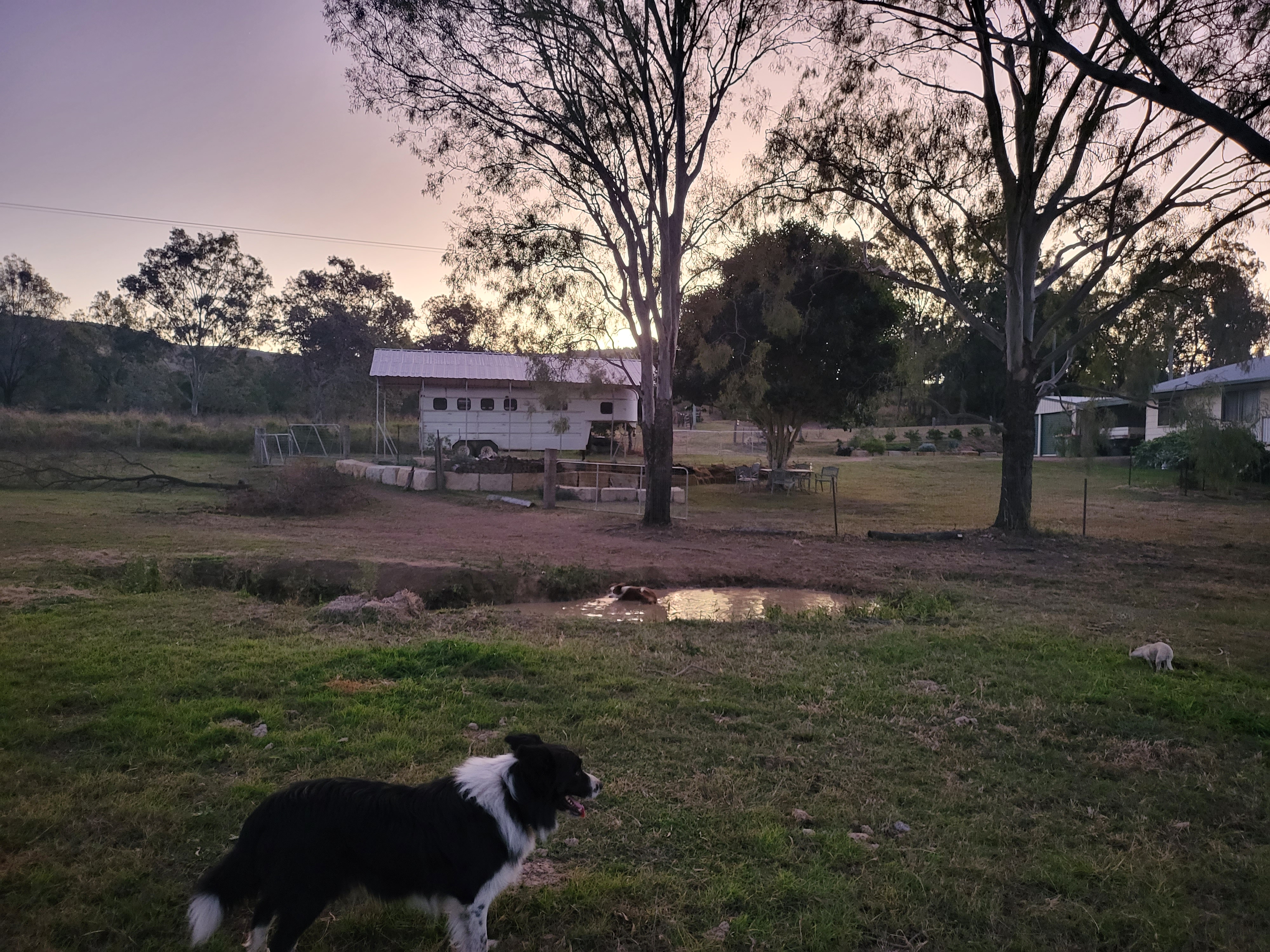 Border Collie - Mount Larcom - PetsForHomes