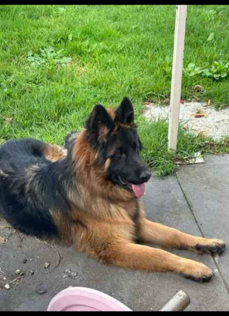 German Shepherd - Hamersley - PetsForHomes
