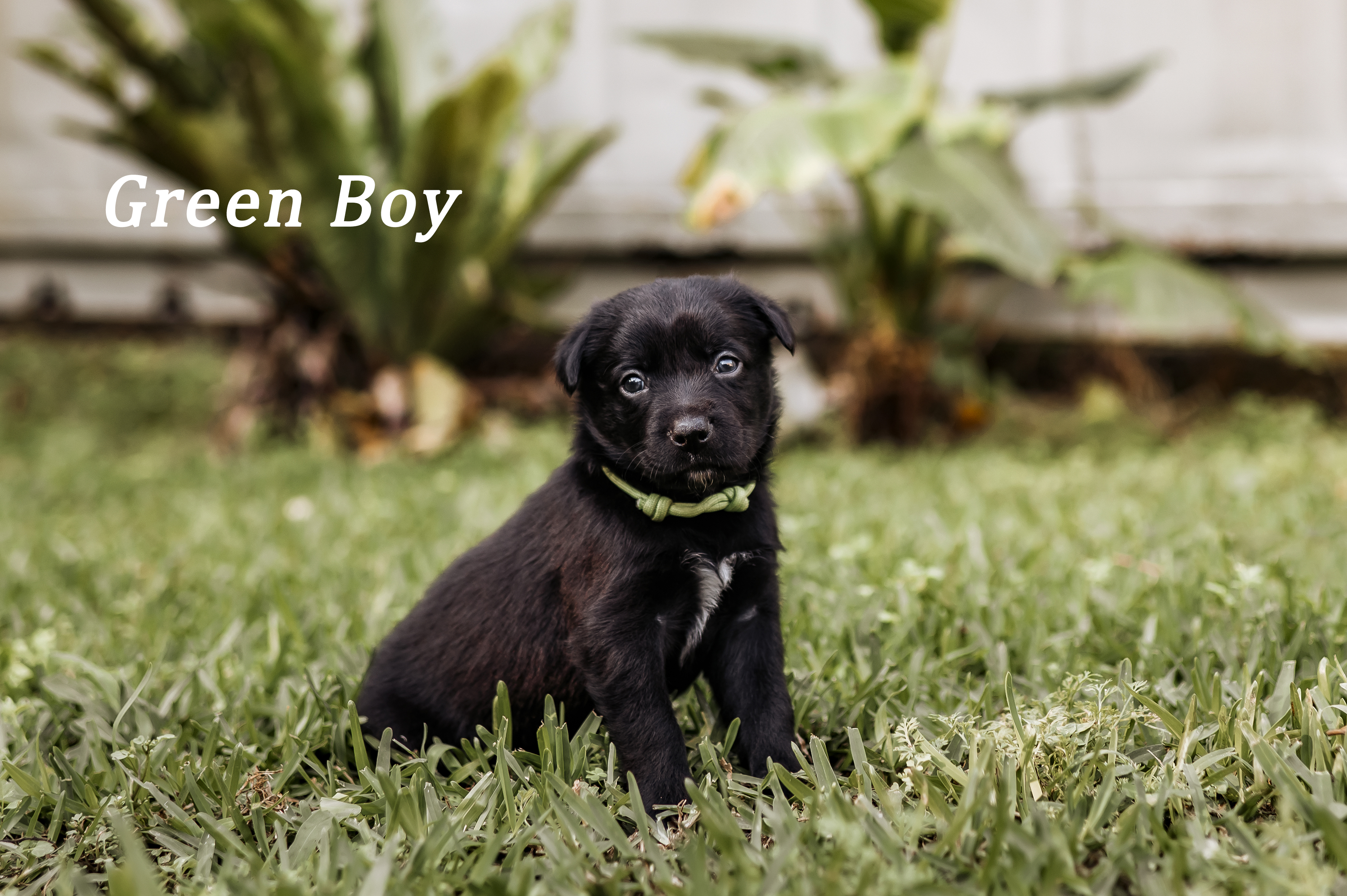Border Collie Kelpie Cross - Eumundi - PetsForHomes