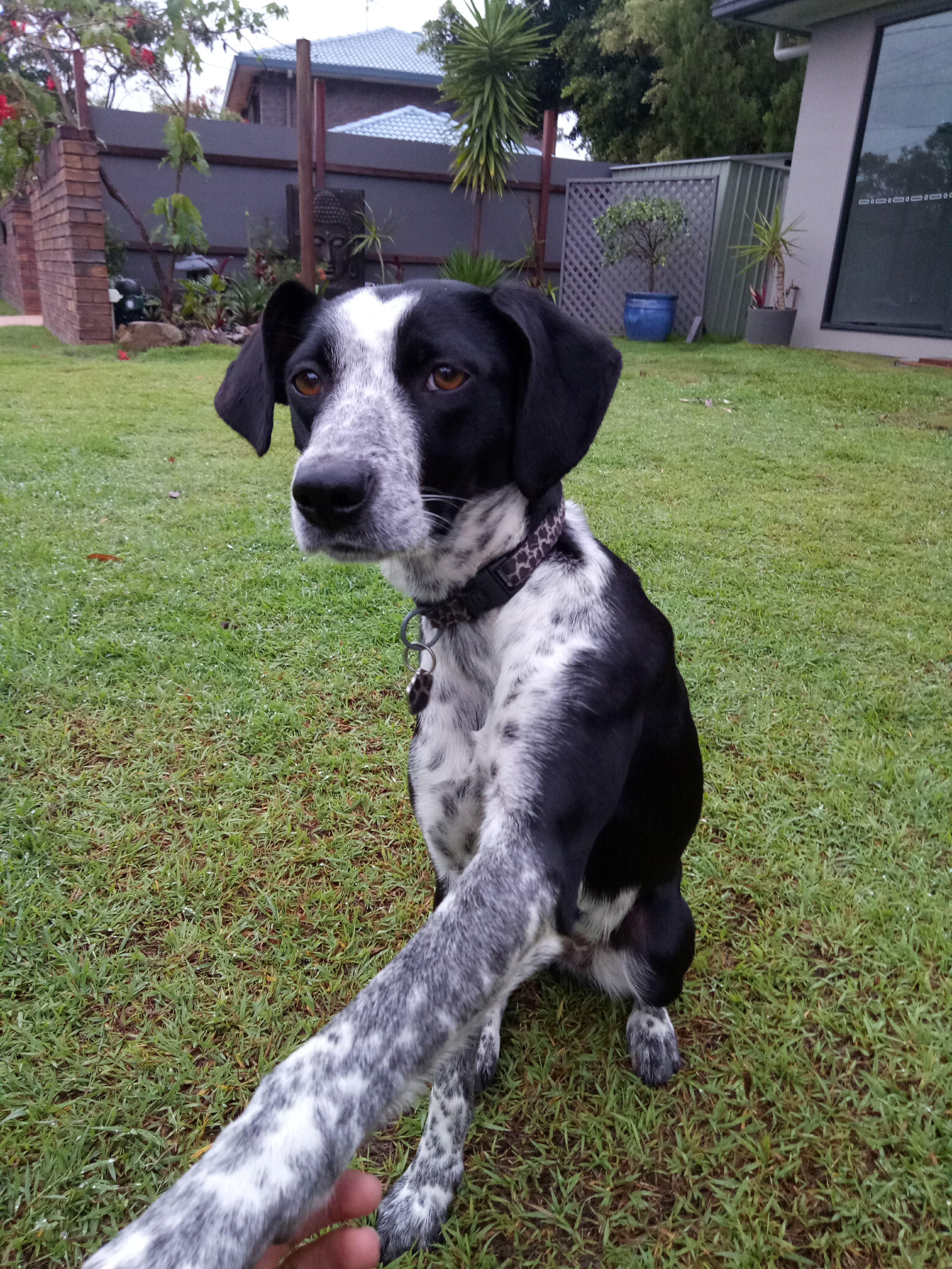 Border Collie German Shorthaired Pointer Mix