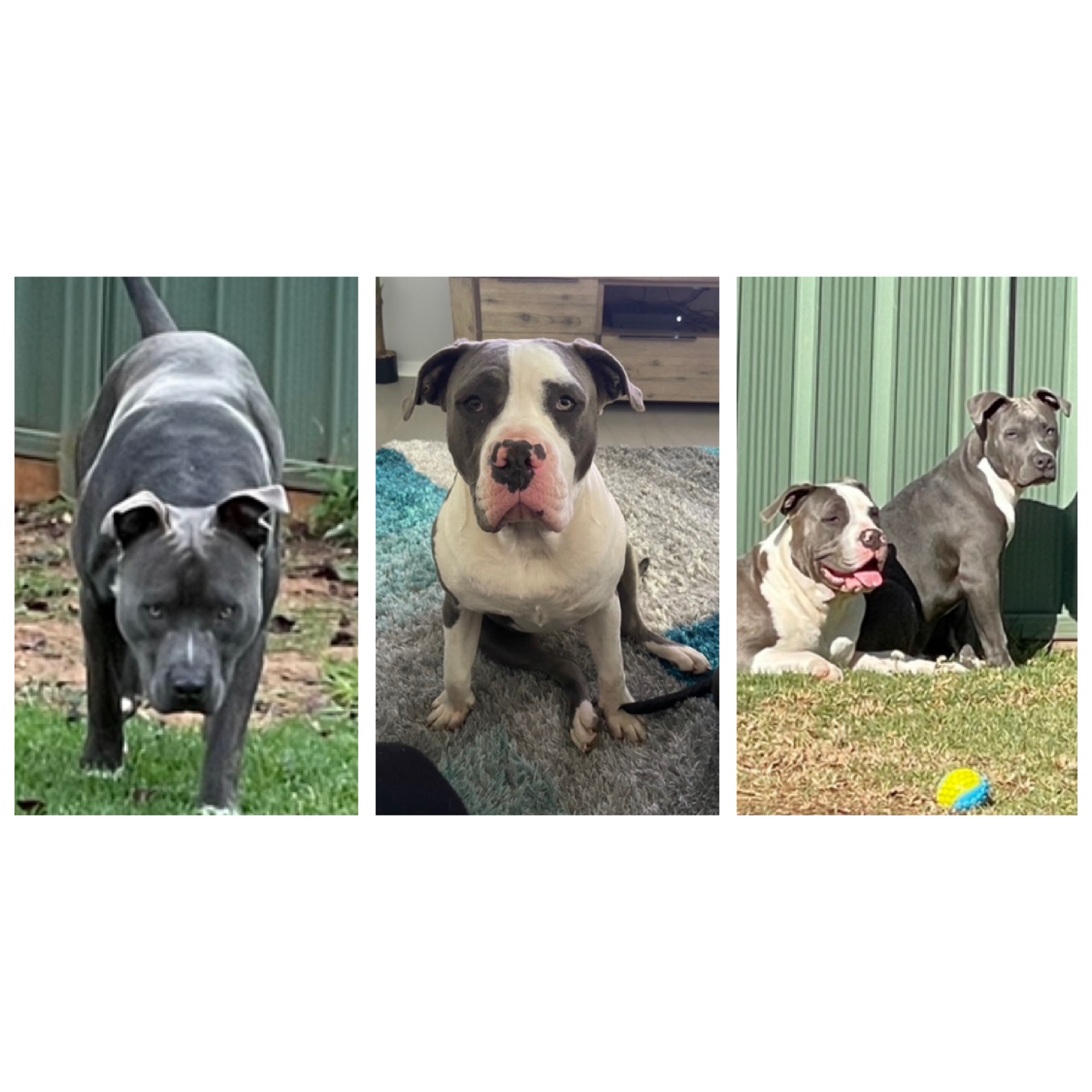 American Staffordshire Bull Terrier - Dubbo - PetsForHomes