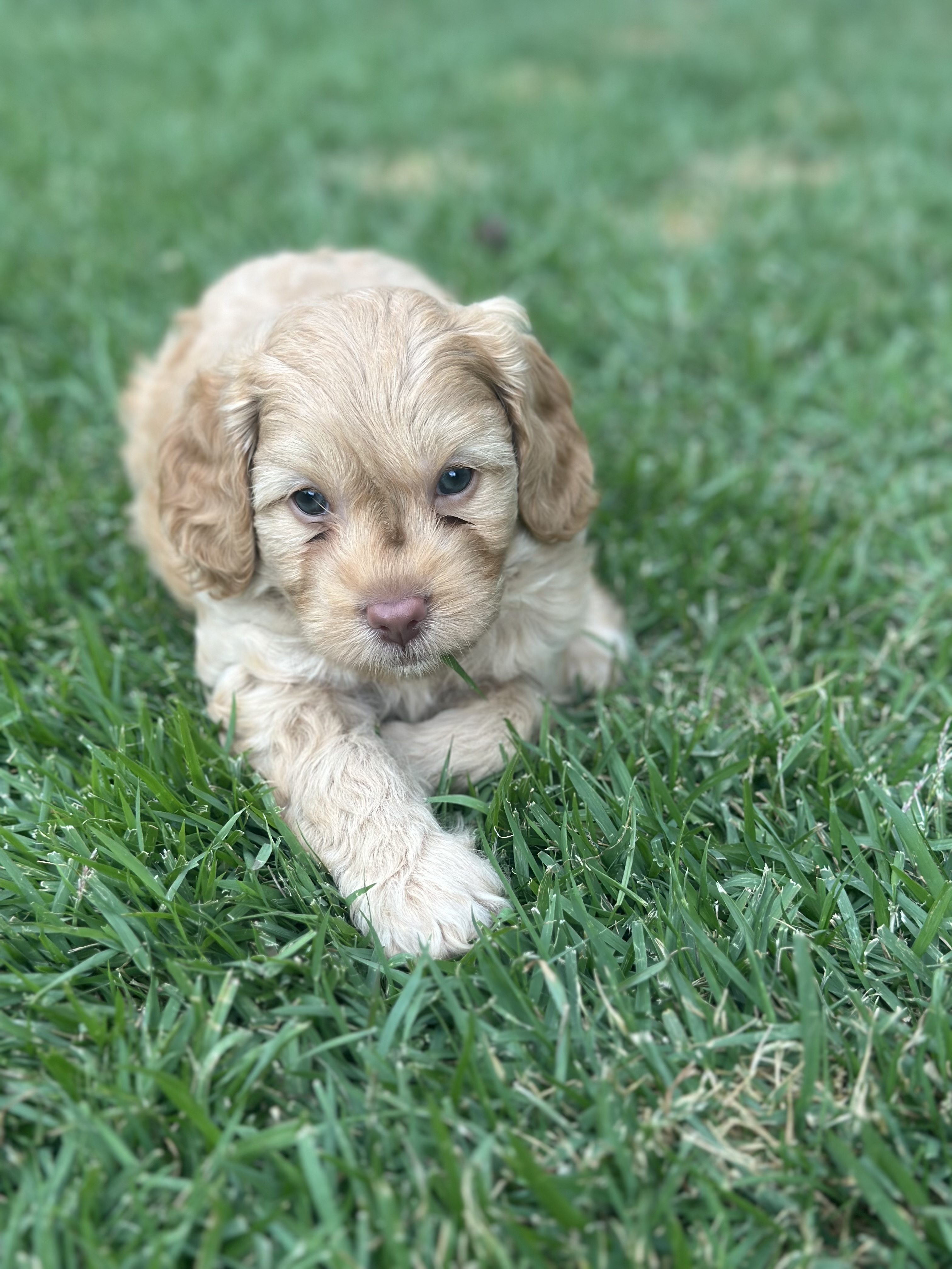 Cavoodle - Deebing Heights - PetsForHomes