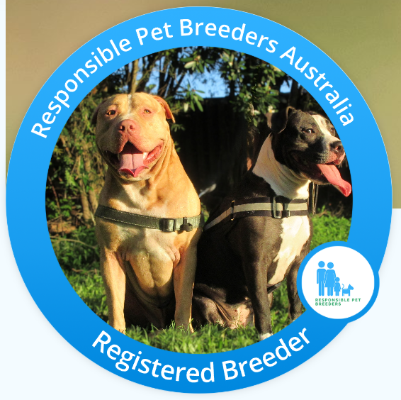 American Staffordshire Bull Terrier - DemiGod Austaffs - PetsForHomes