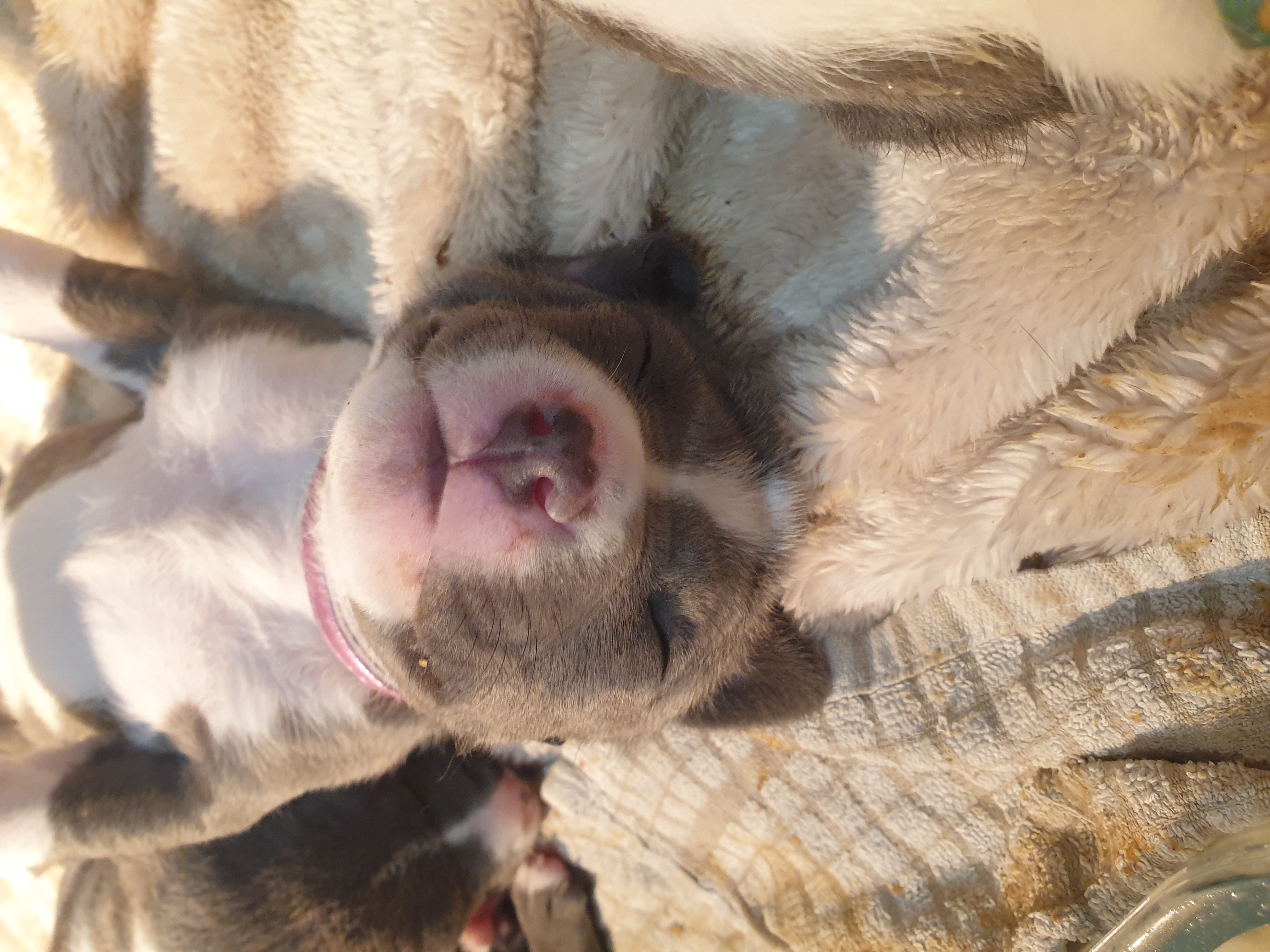Dogs - Cloverdale - PetsForHomes