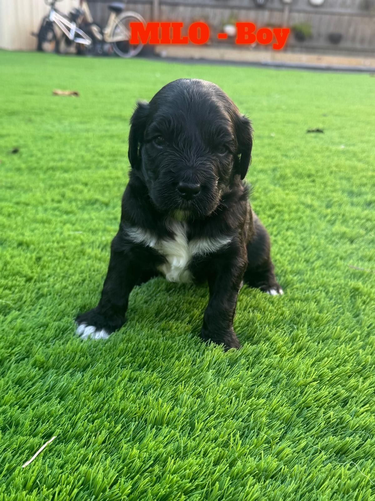 Bordoodle - Harkness - PetsForHomes