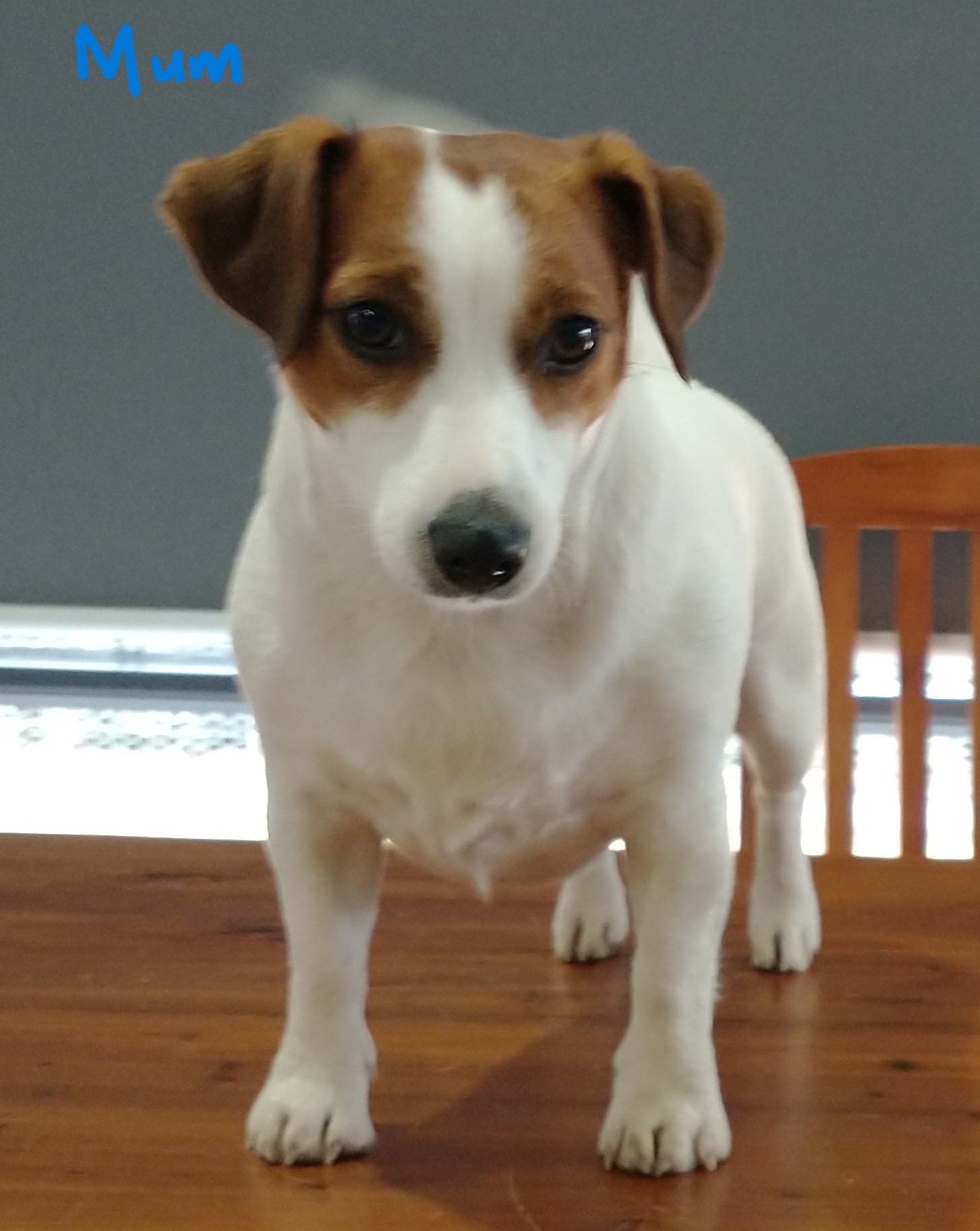 Jack Russell - Australind - PetsForHomes