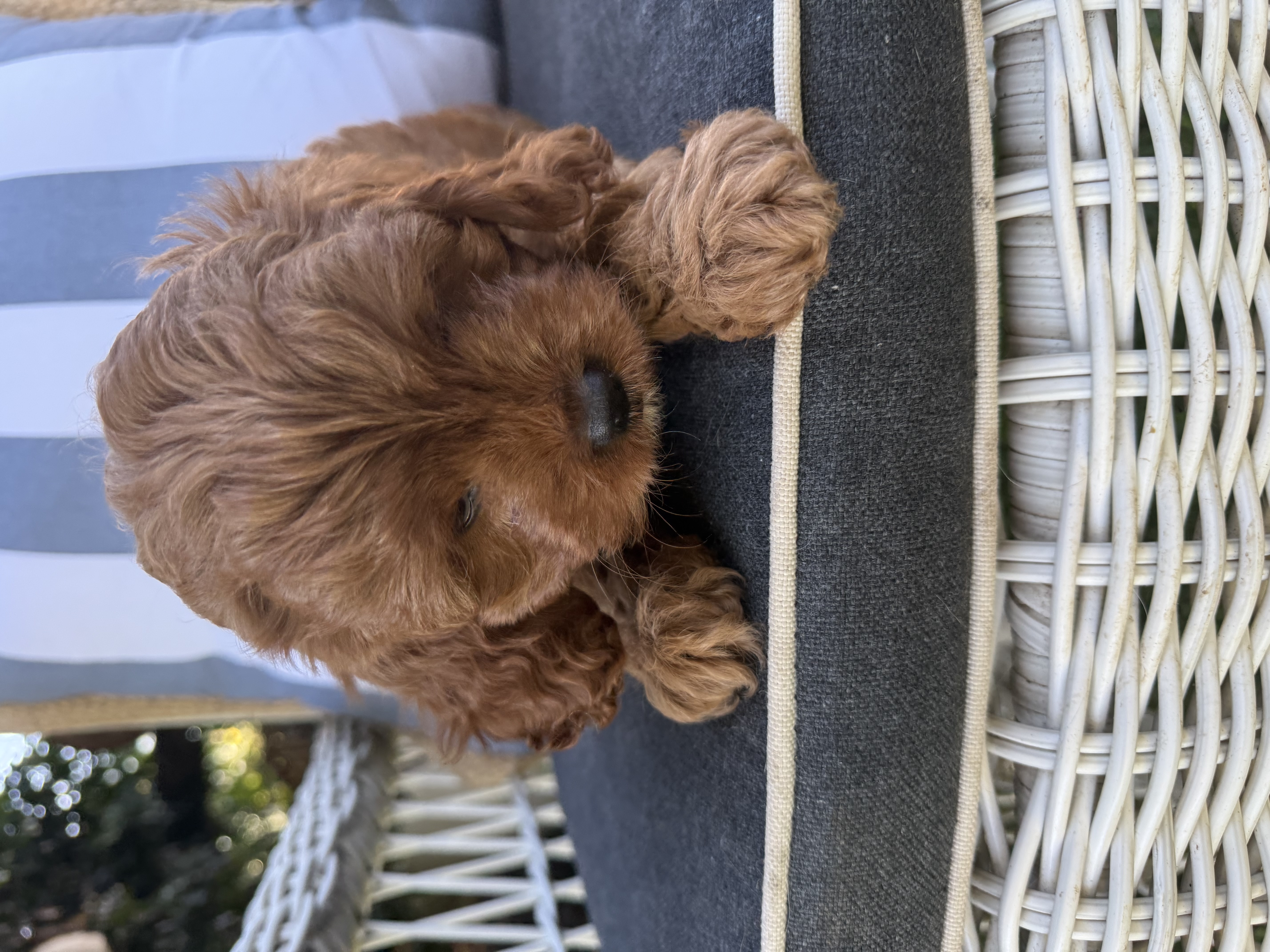 Cavoodle - Willowvale - PetsForHomes