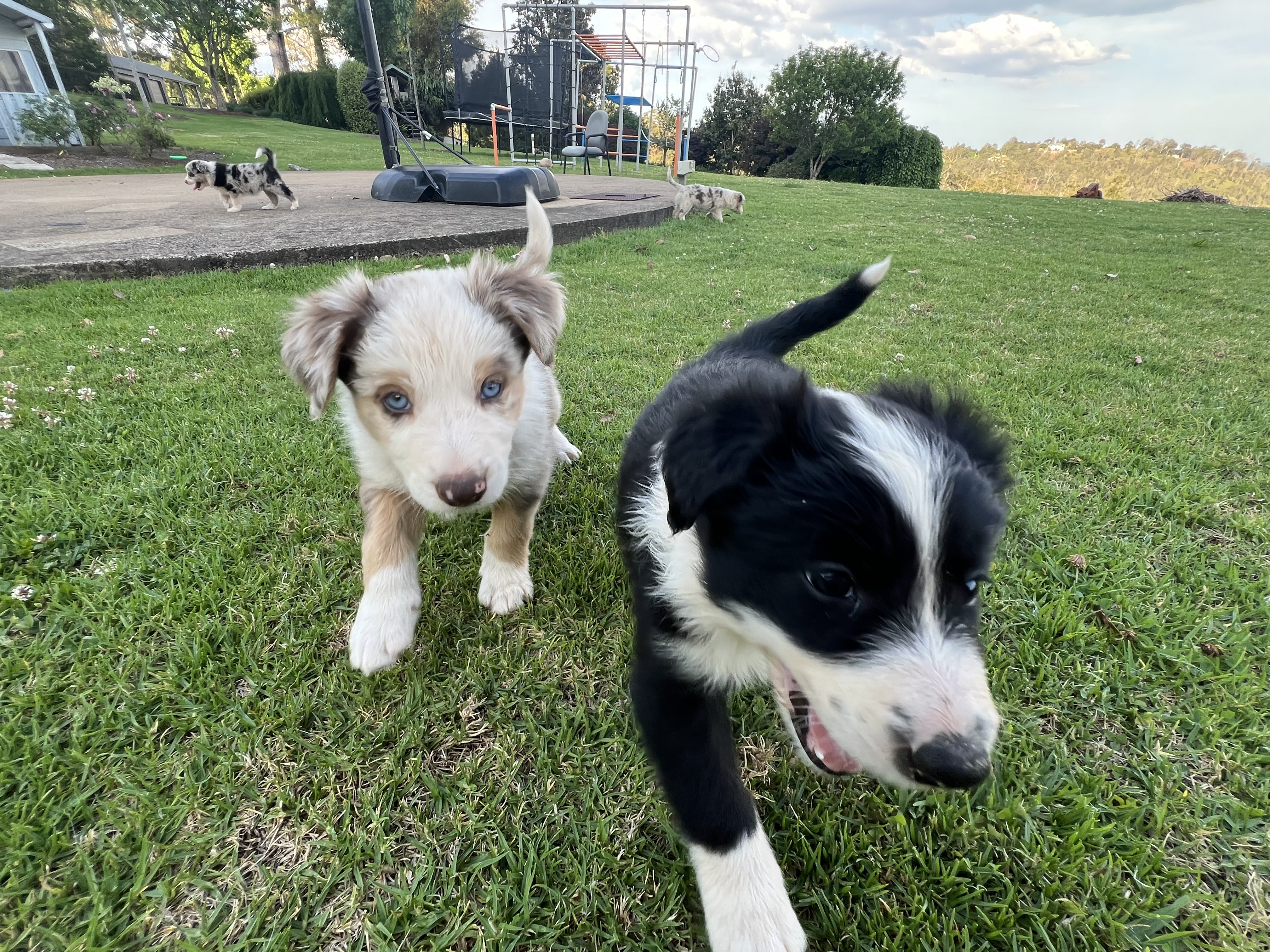Border Collie - Melanie Moody - PetsForHomes