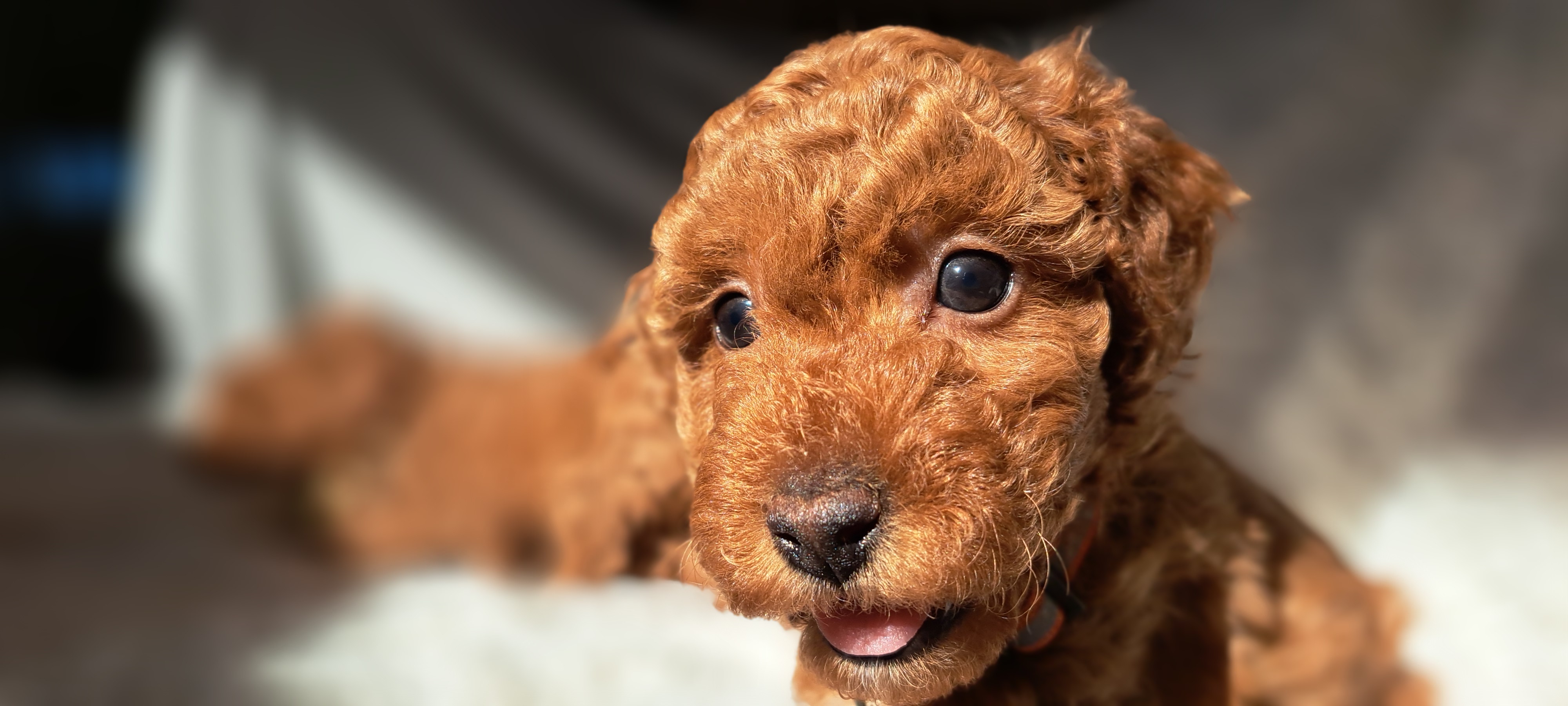 Toy Poodle - Essendon - PetsForHomes