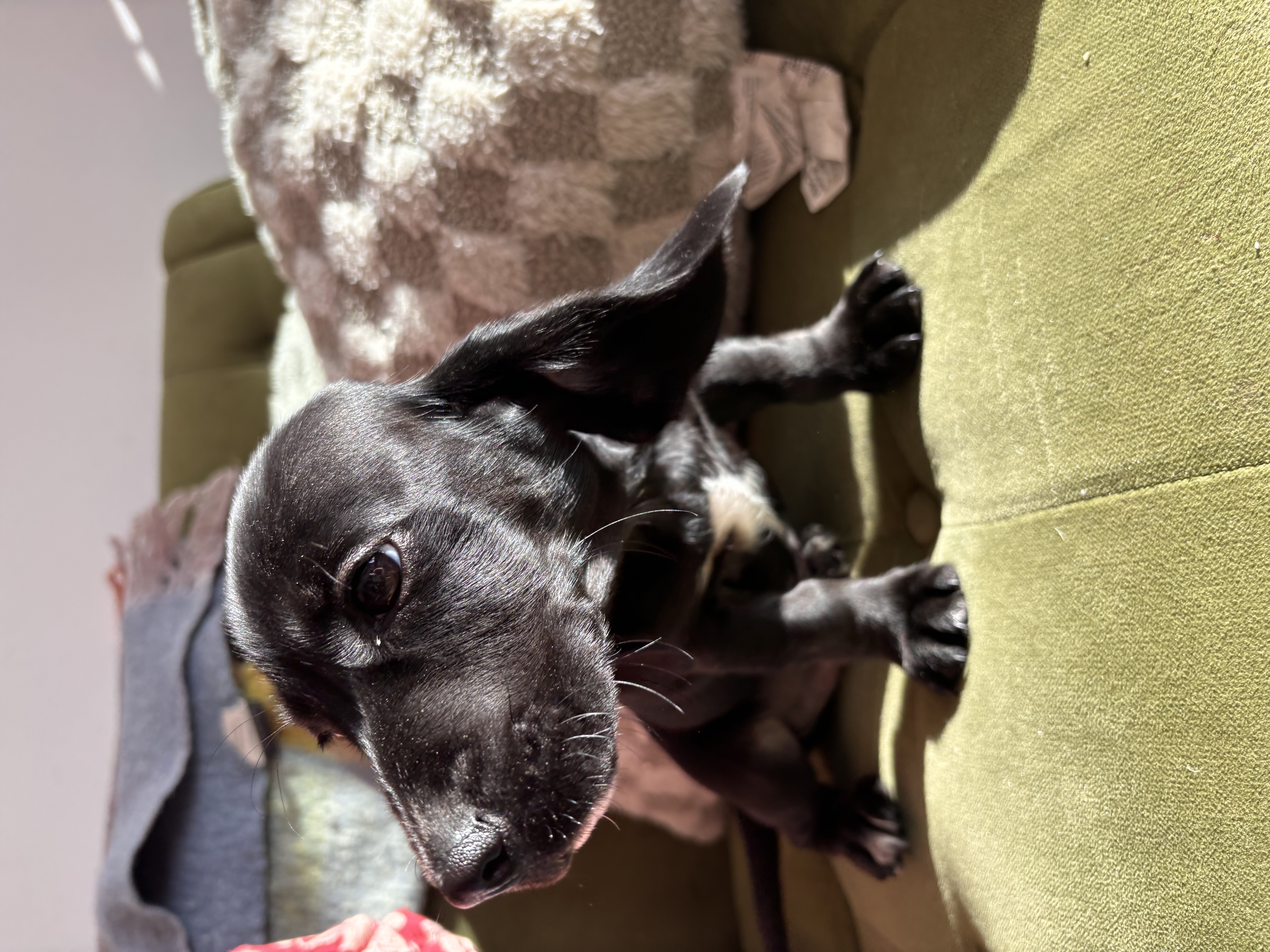 Dachshund - Southport - PetsForHomes