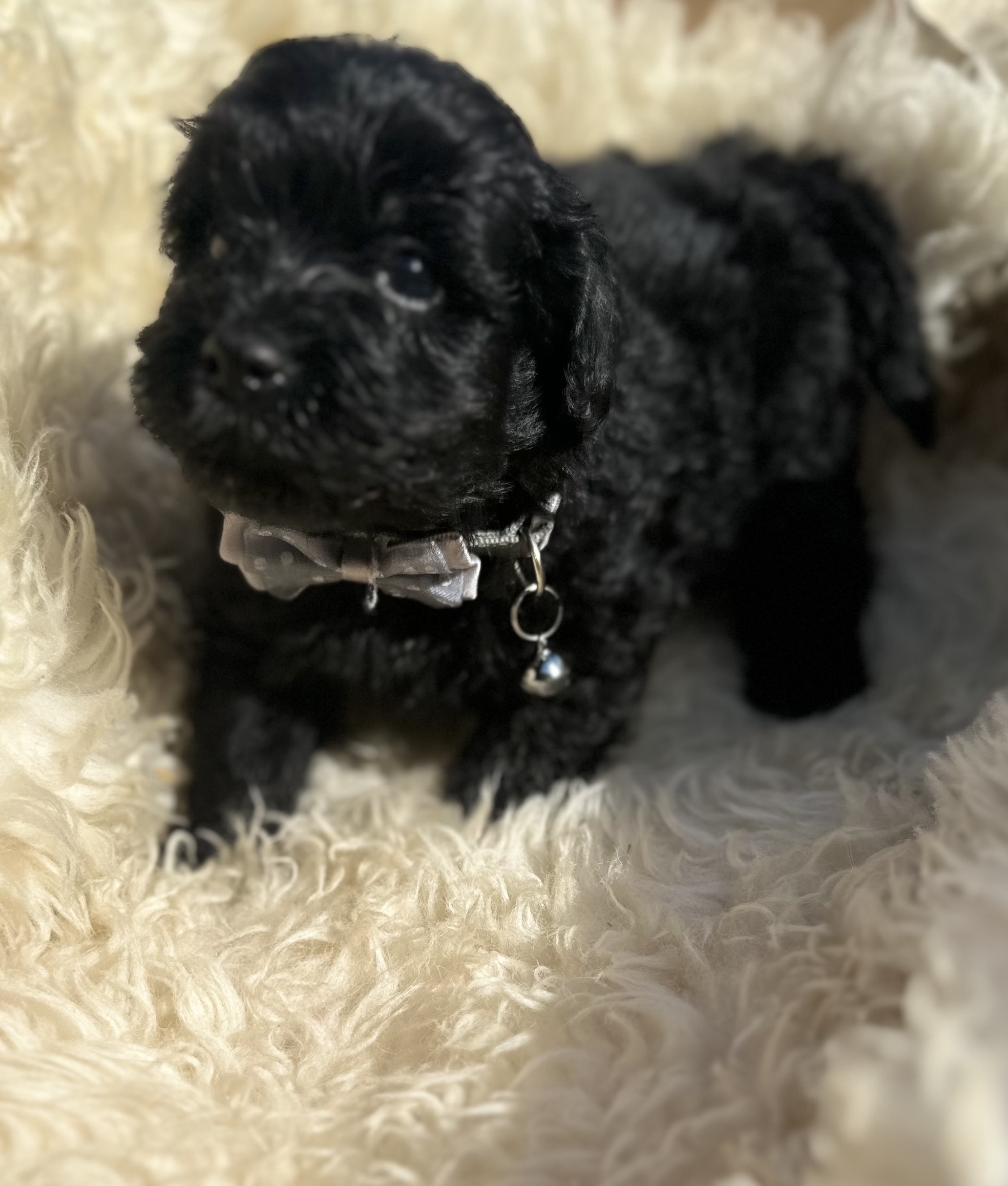 Cavoodle - Greystanes - PetsForHomes