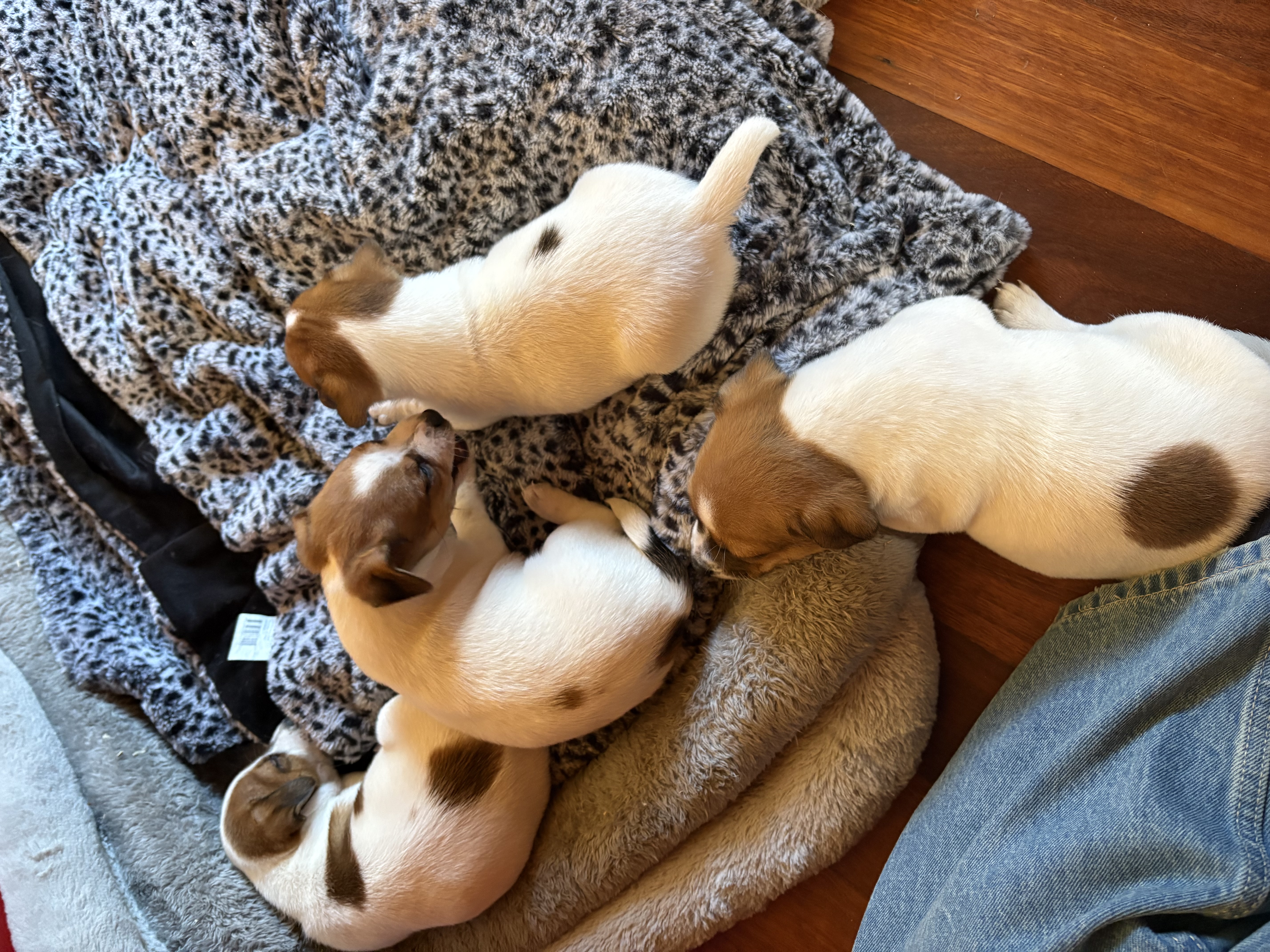 Jack Russell - Robertson - PetsForHomes