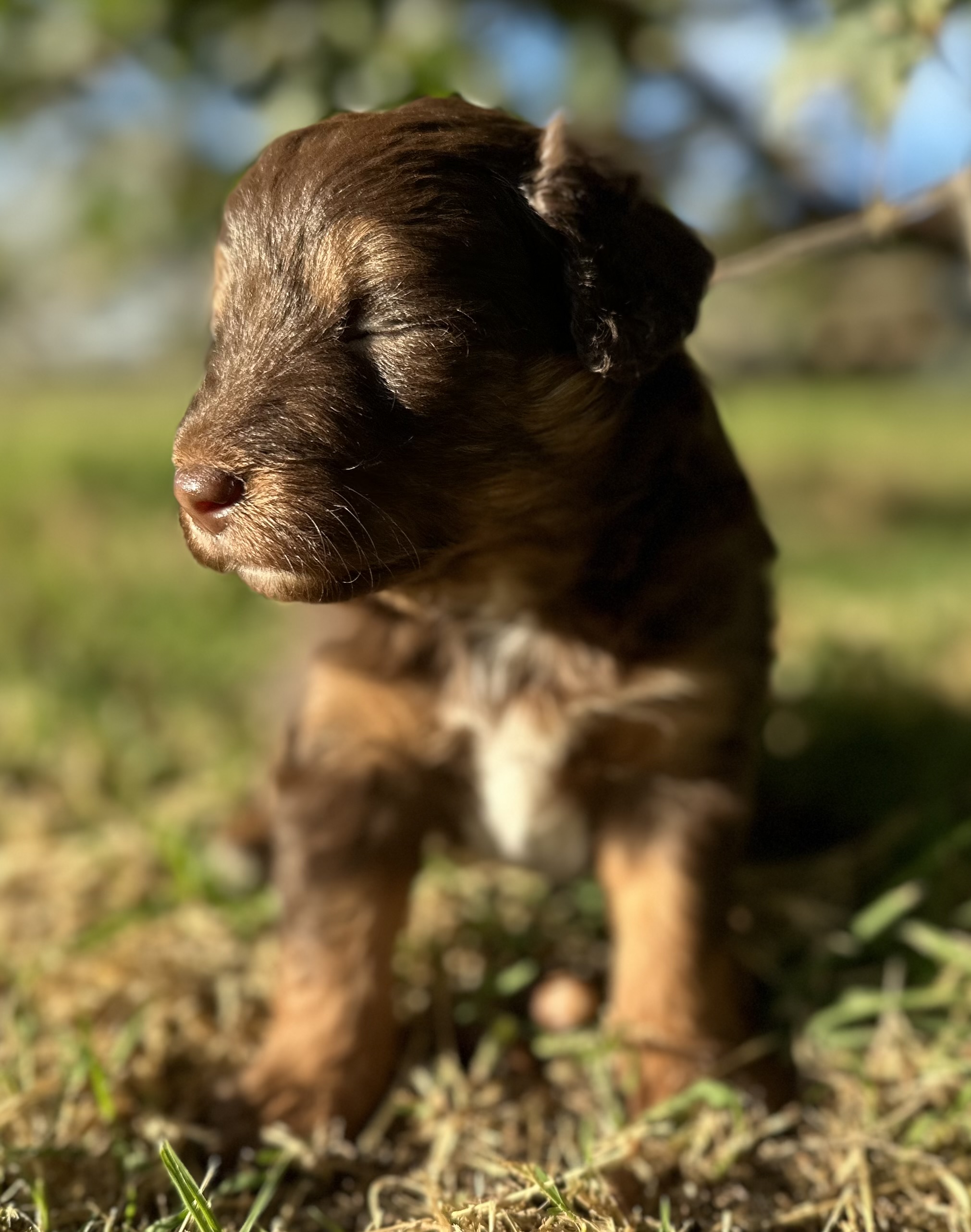 Bordoodle - Tamworth - PetsForHomes