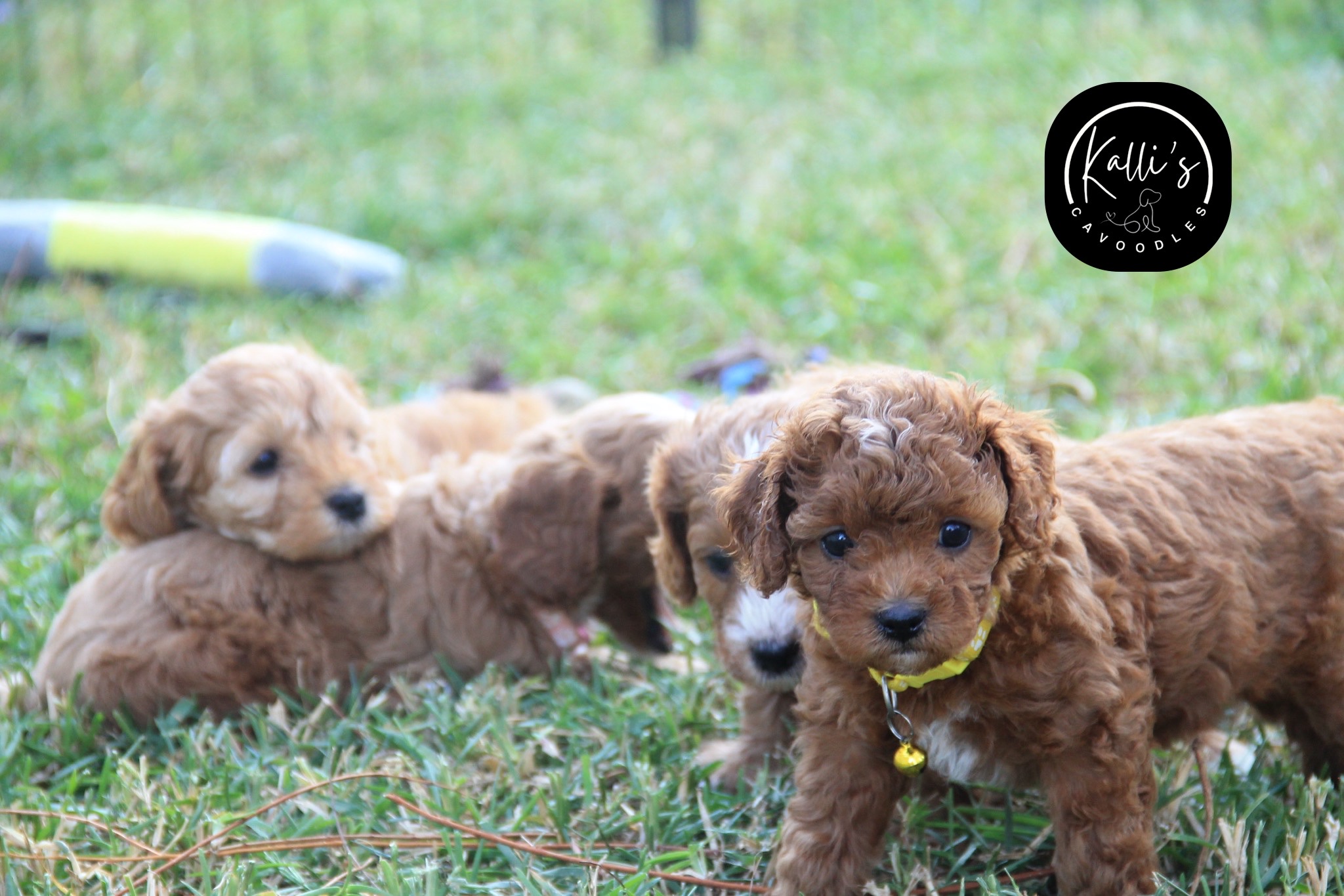 Cavoodle - Brisbane - PetsForHomes