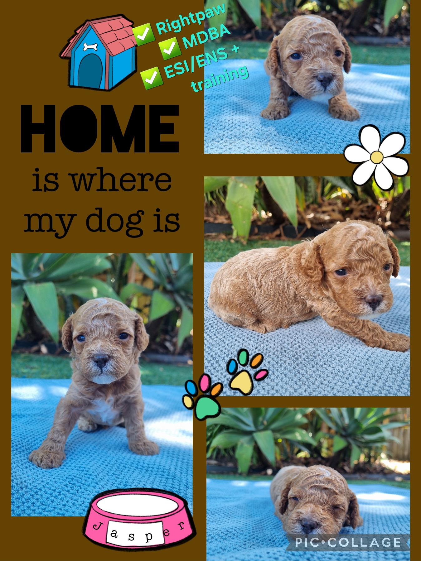 Cavoodle - Brisbane - PetsForHomes