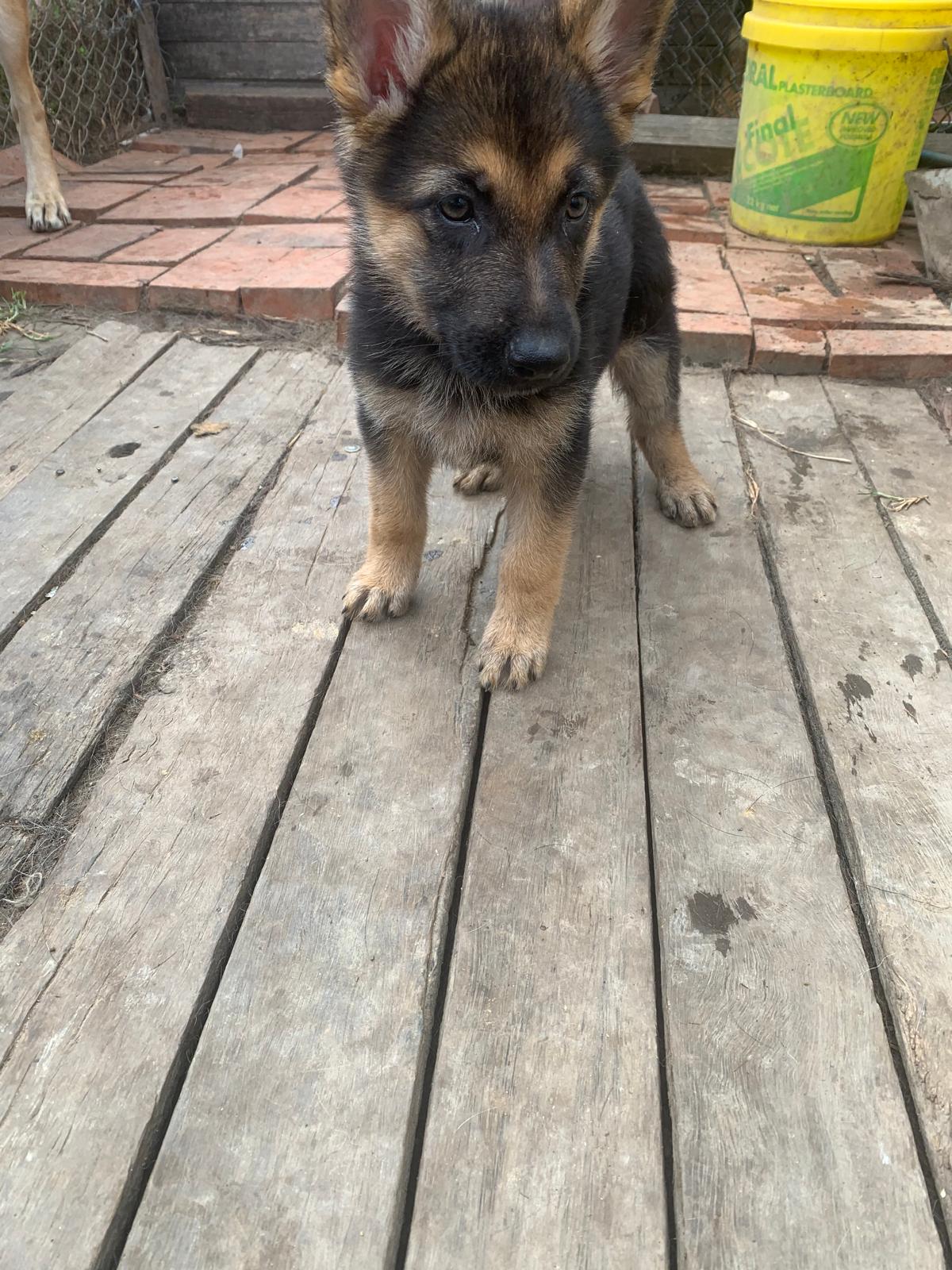 German Shepherd - Birrong - PetsForHomes