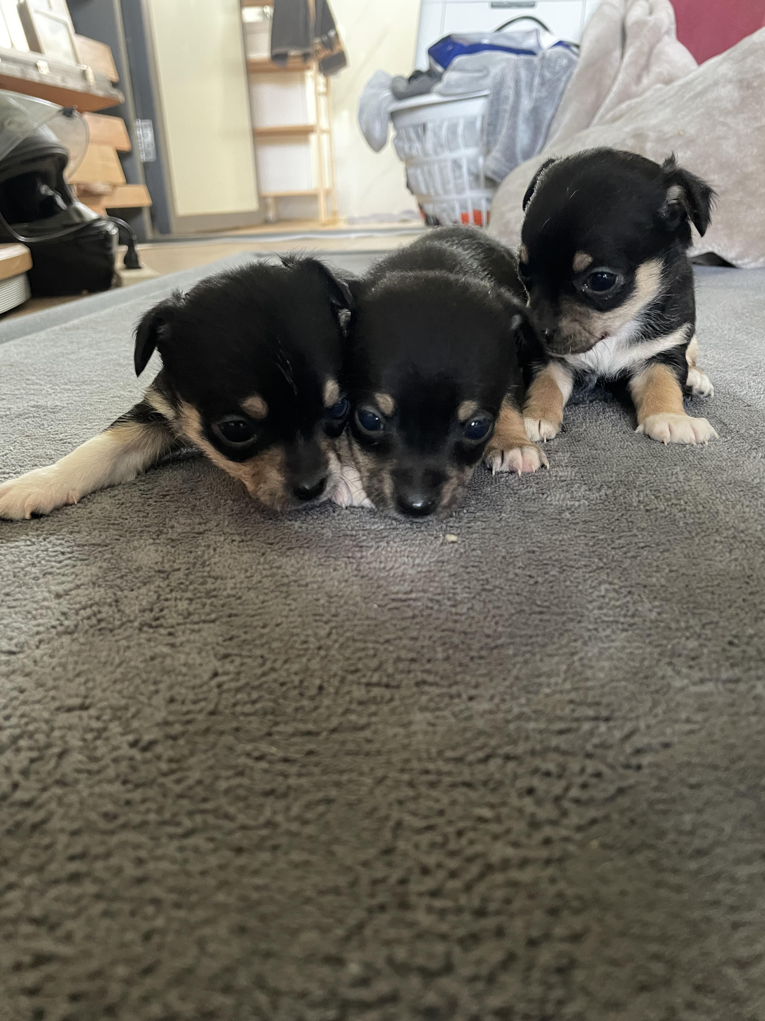 Purebred Chihuahua - Bothwell - PetsForHomes