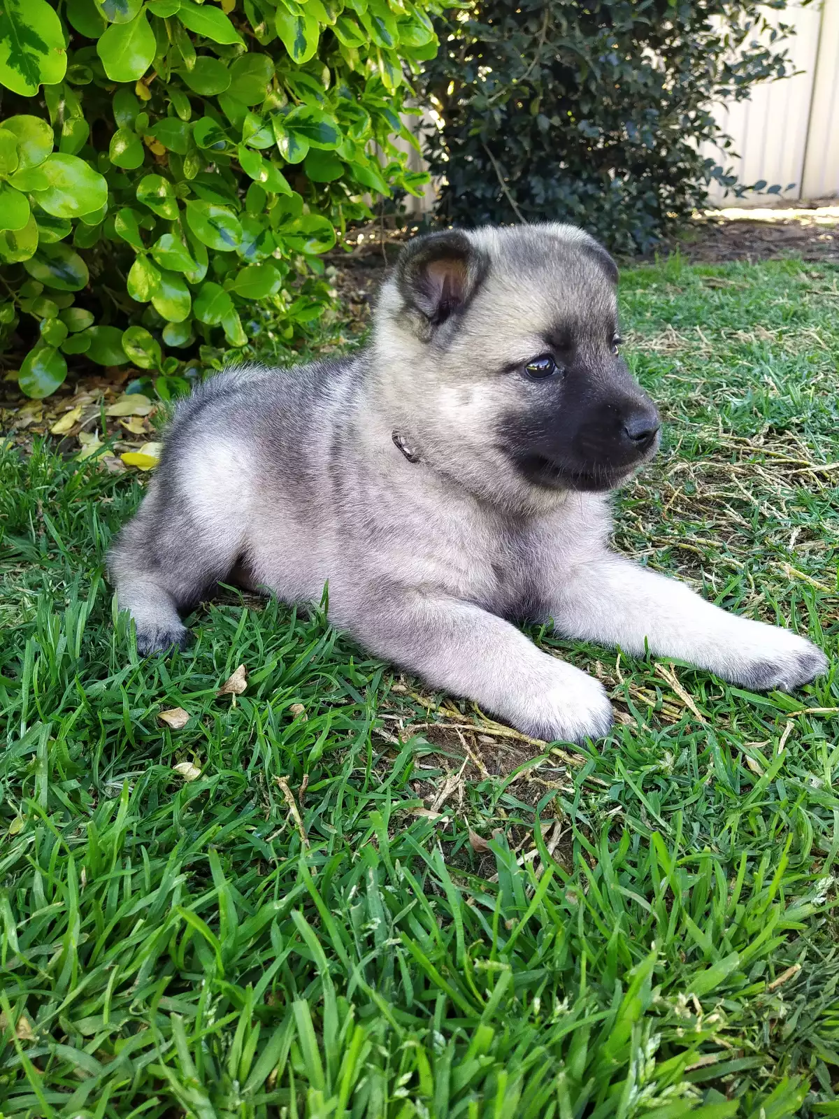 Aska - Katandra West - PetsForHomes
