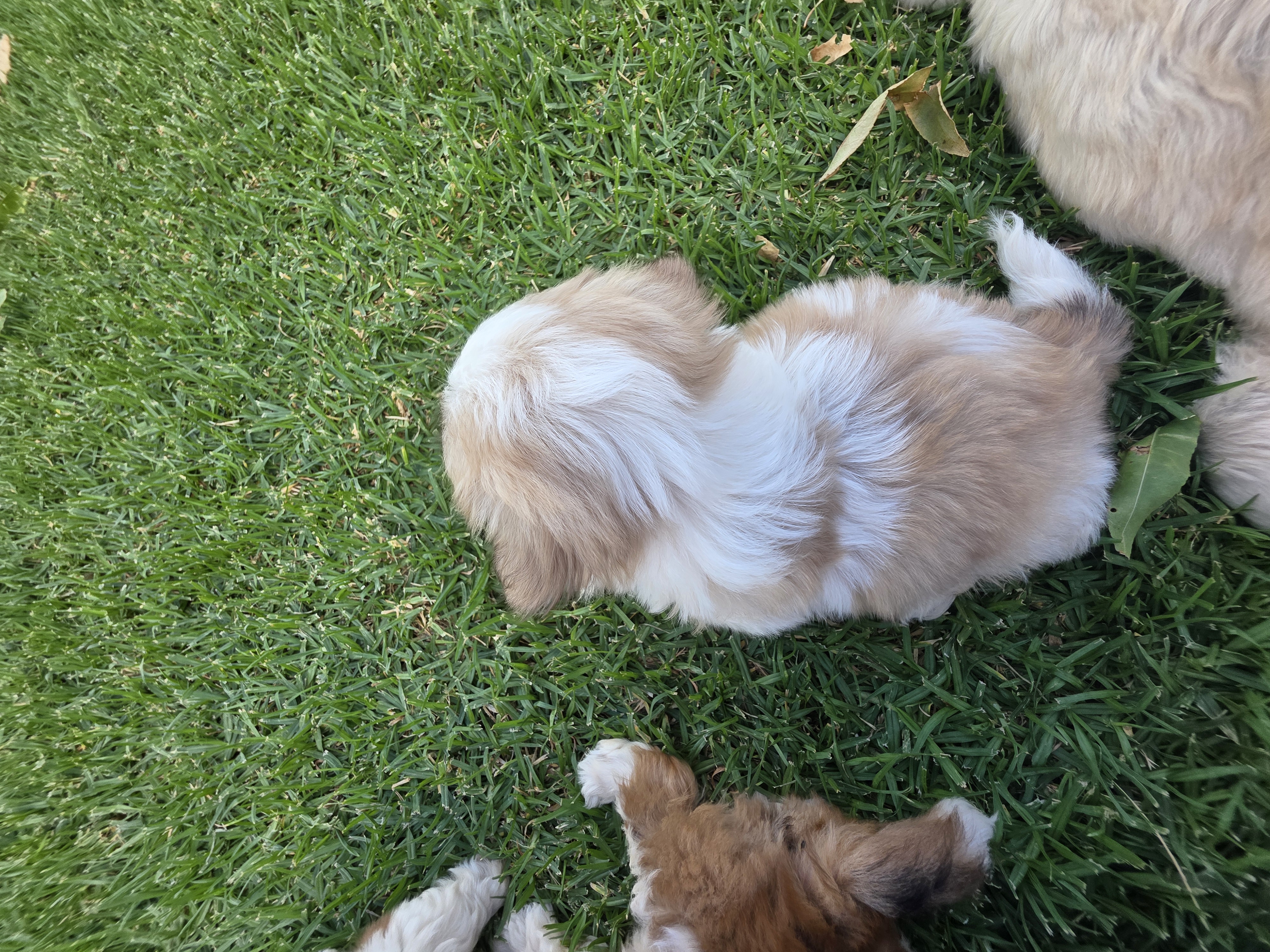 Fur Friends - Dubbo - PetsForHomes
