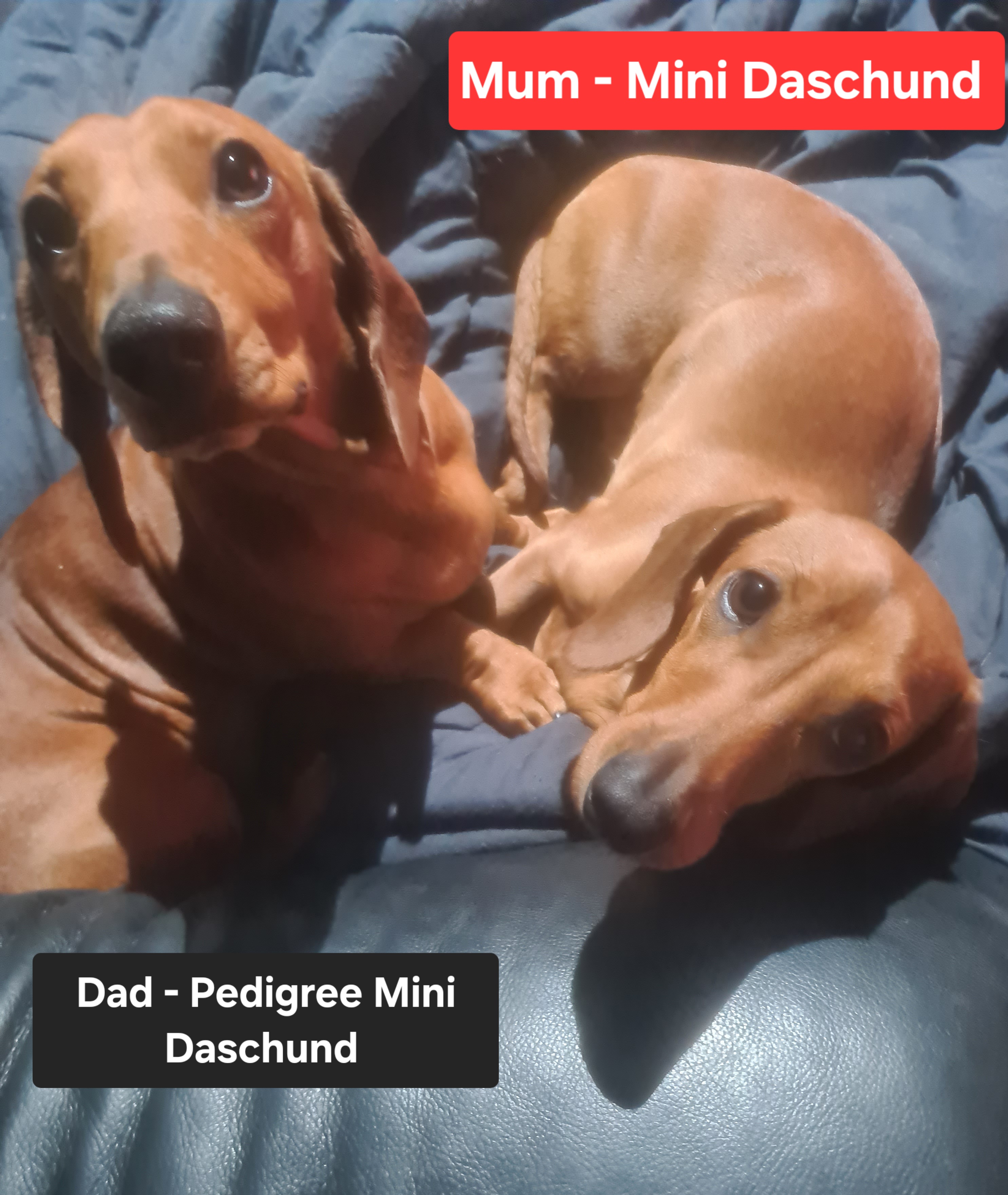 Miniature Dachshund - Baldivis - PetsForHomes