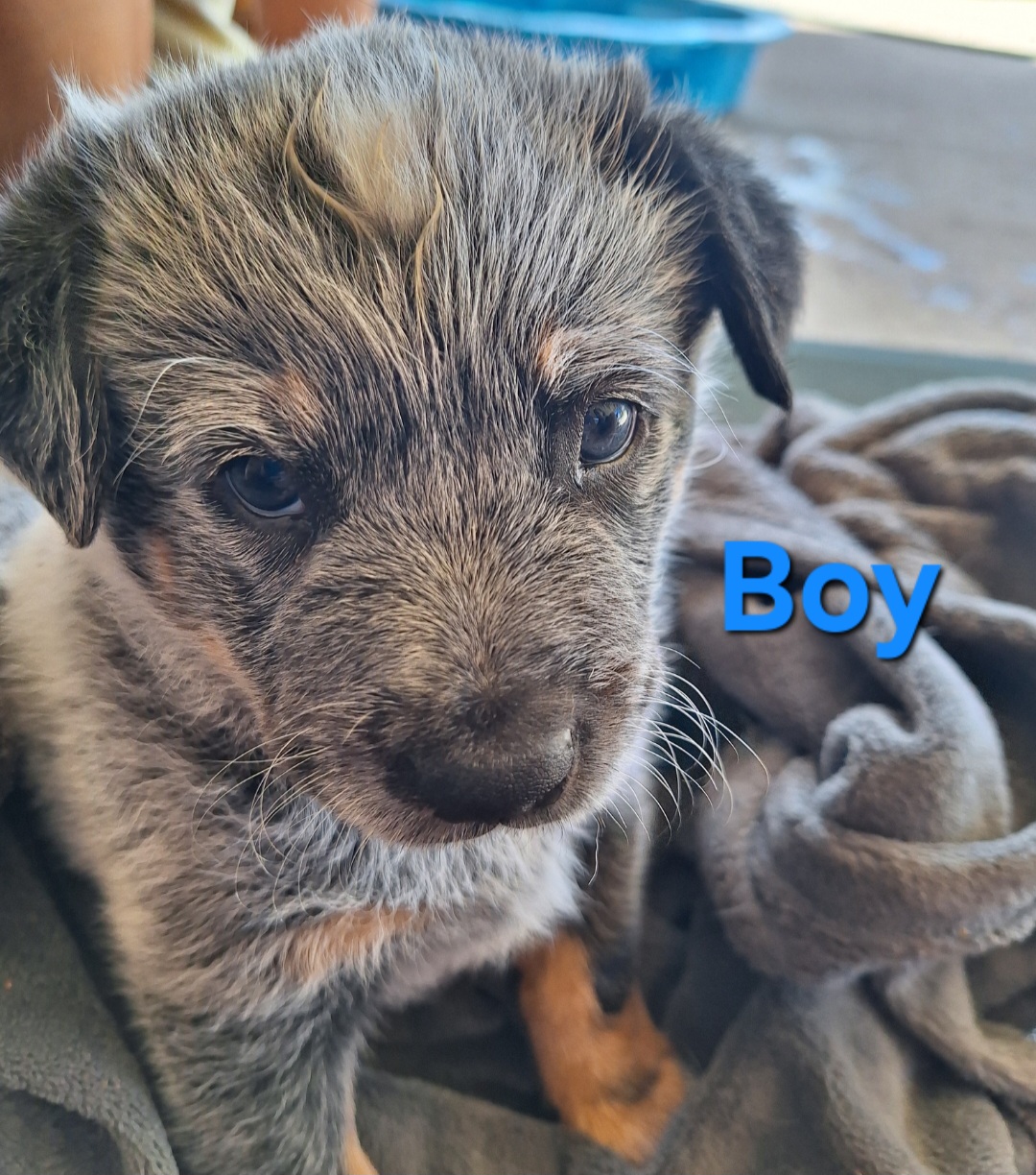 Dogs - Caboolture - PetsForHomes
