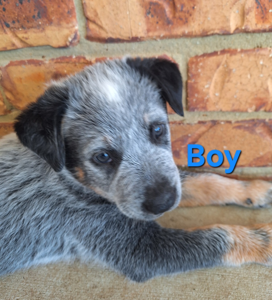 Dogs - Caboolture - PetsForHomes