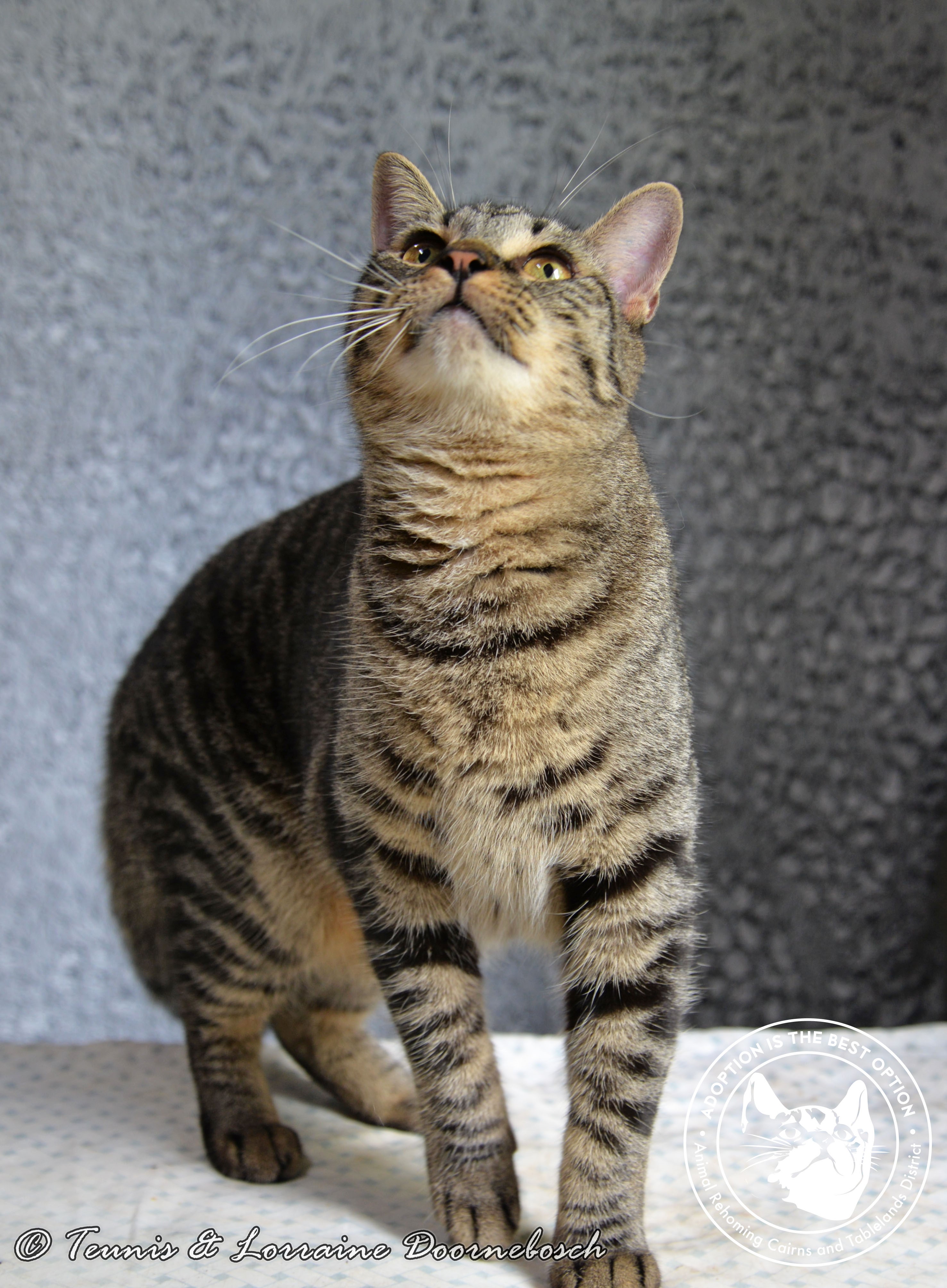 Kane - PetsForHomes