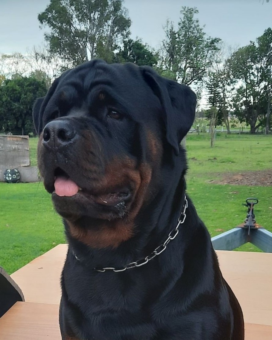 Rottweiler - Minden - PetsForHomes