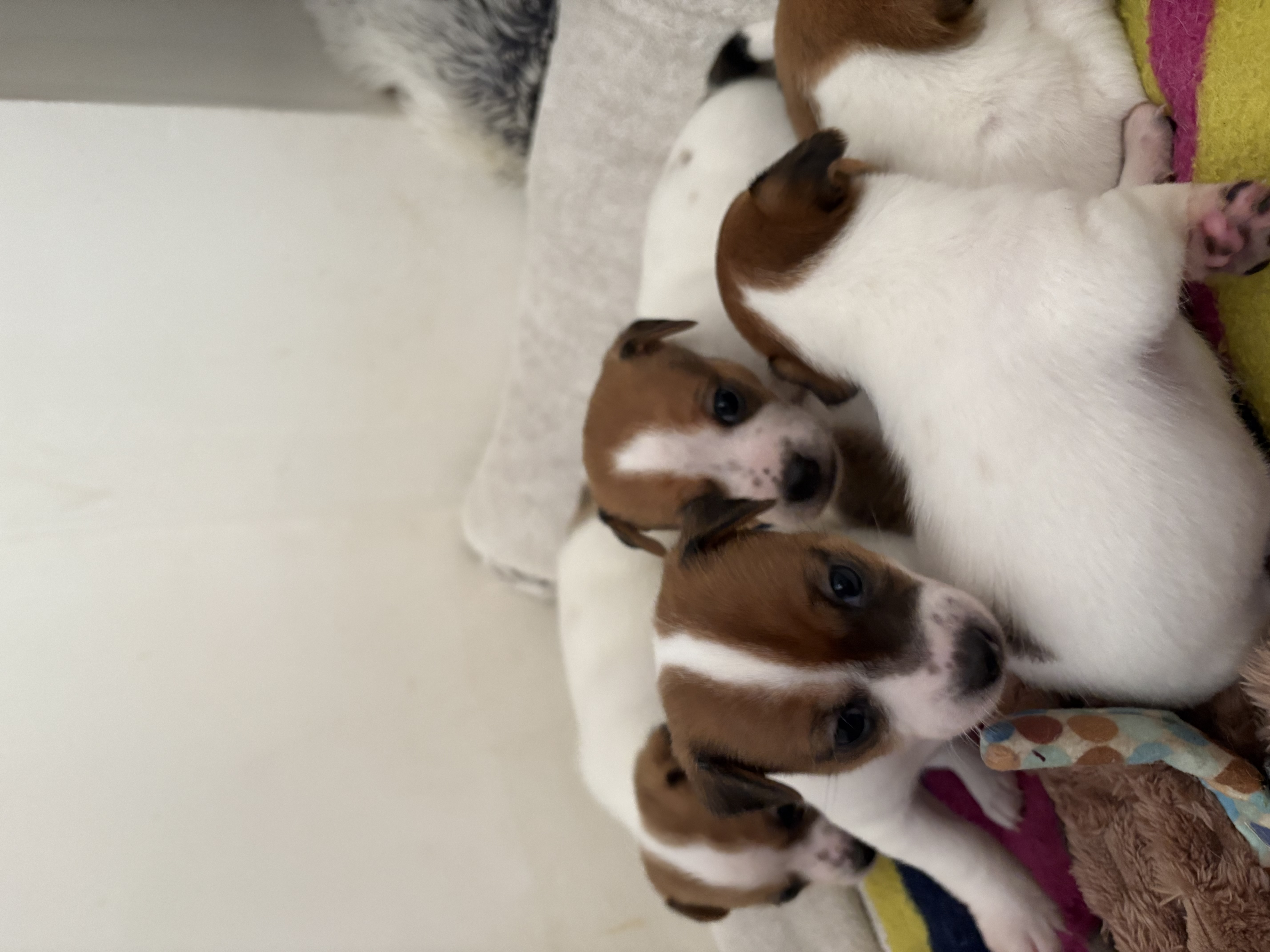 Jack Russell - Robertson - PetsForHomes