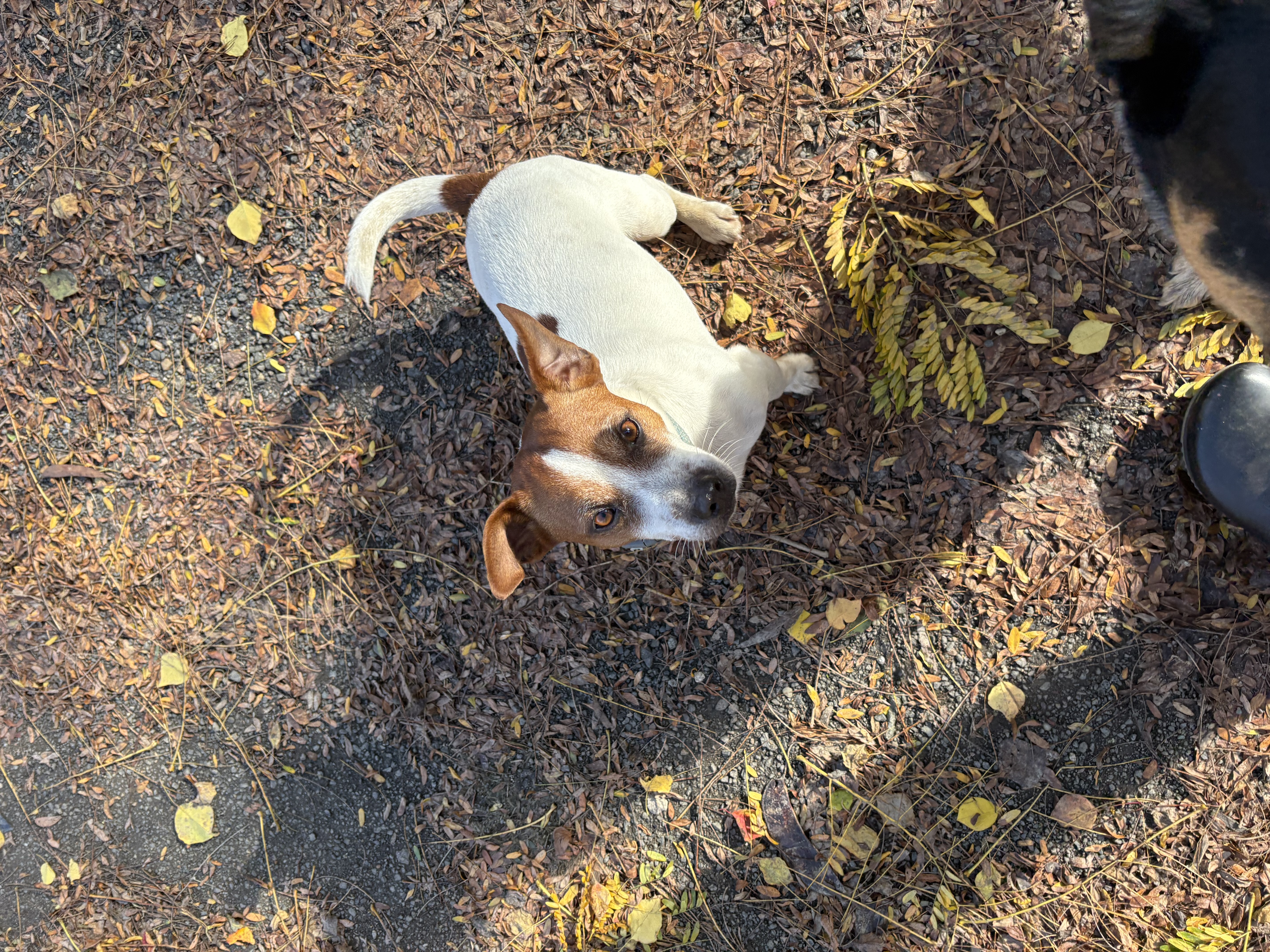 Jack Russell - Robertson - PetsForHomes