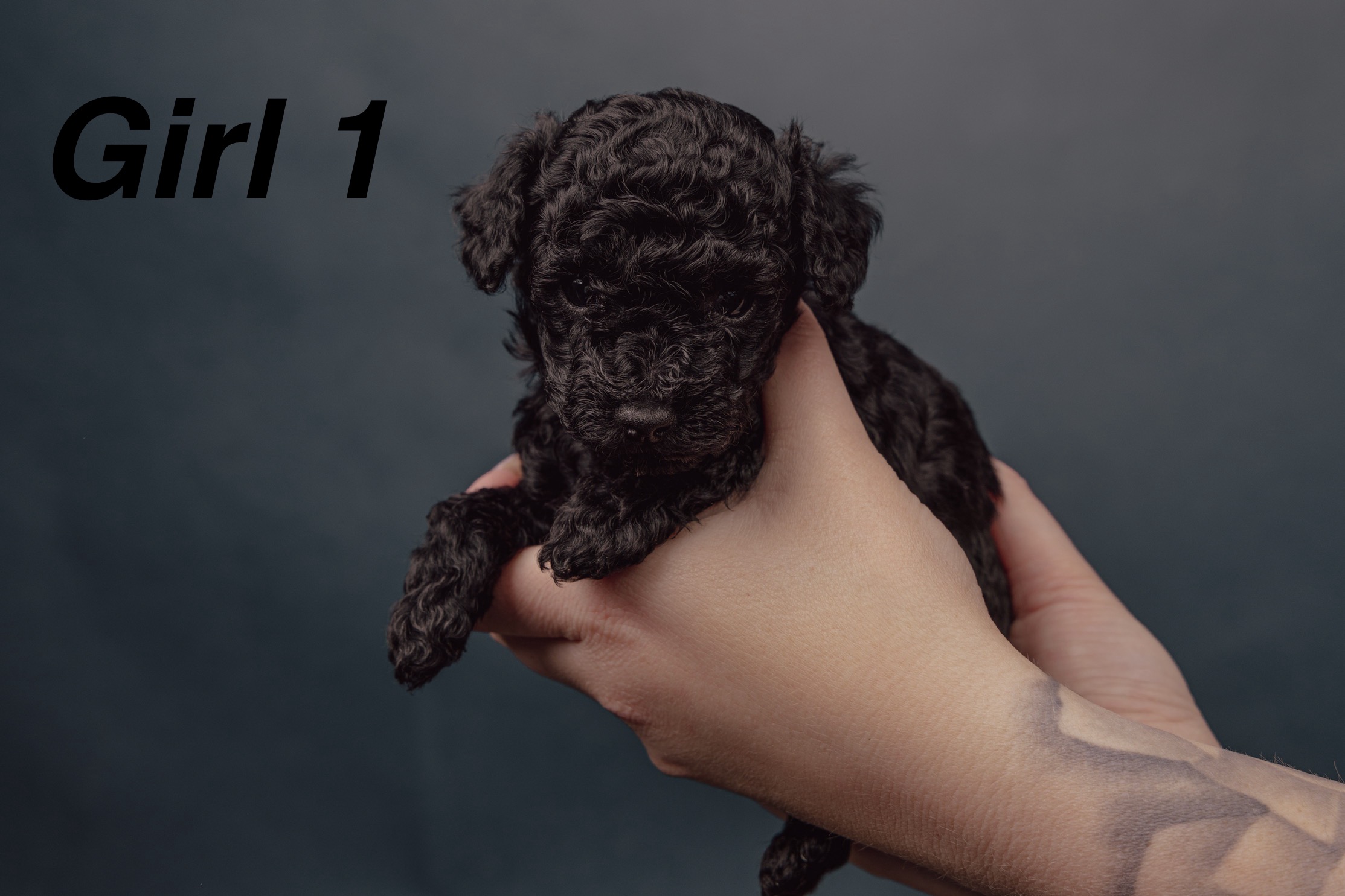 Toy Poodle - Wodonga - PetsForHomes