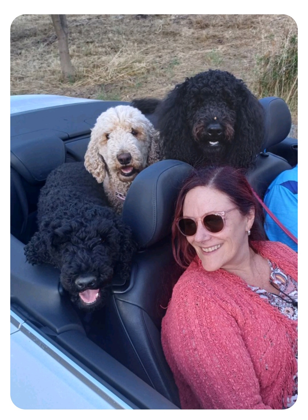 Dogs - Jane Brook - PetsForHomes