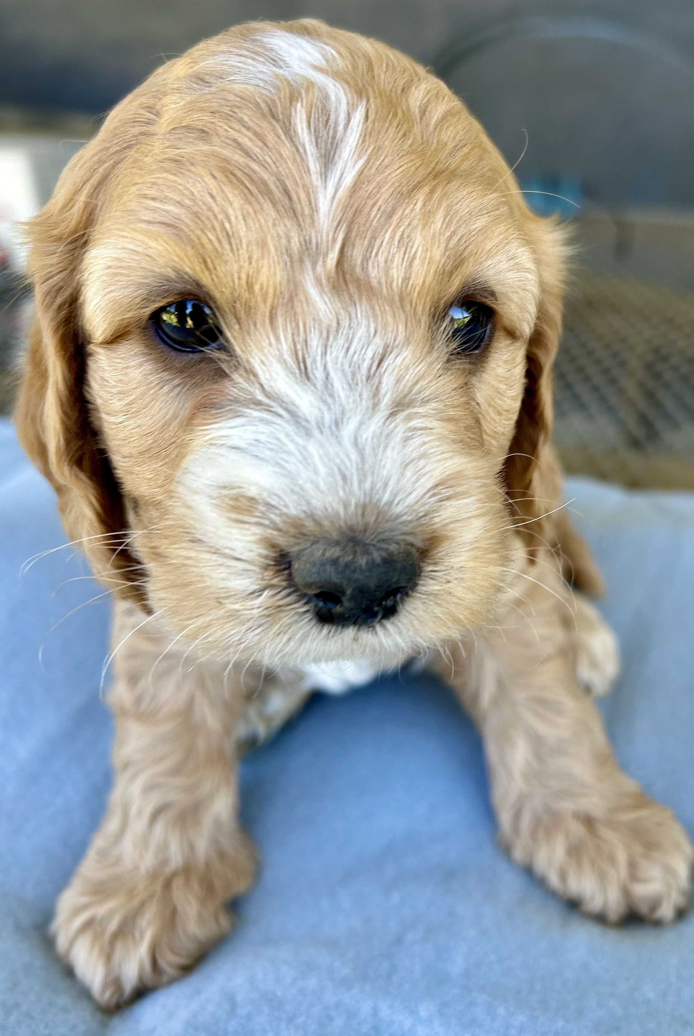Spoodle - Menindee - PetsForHomes