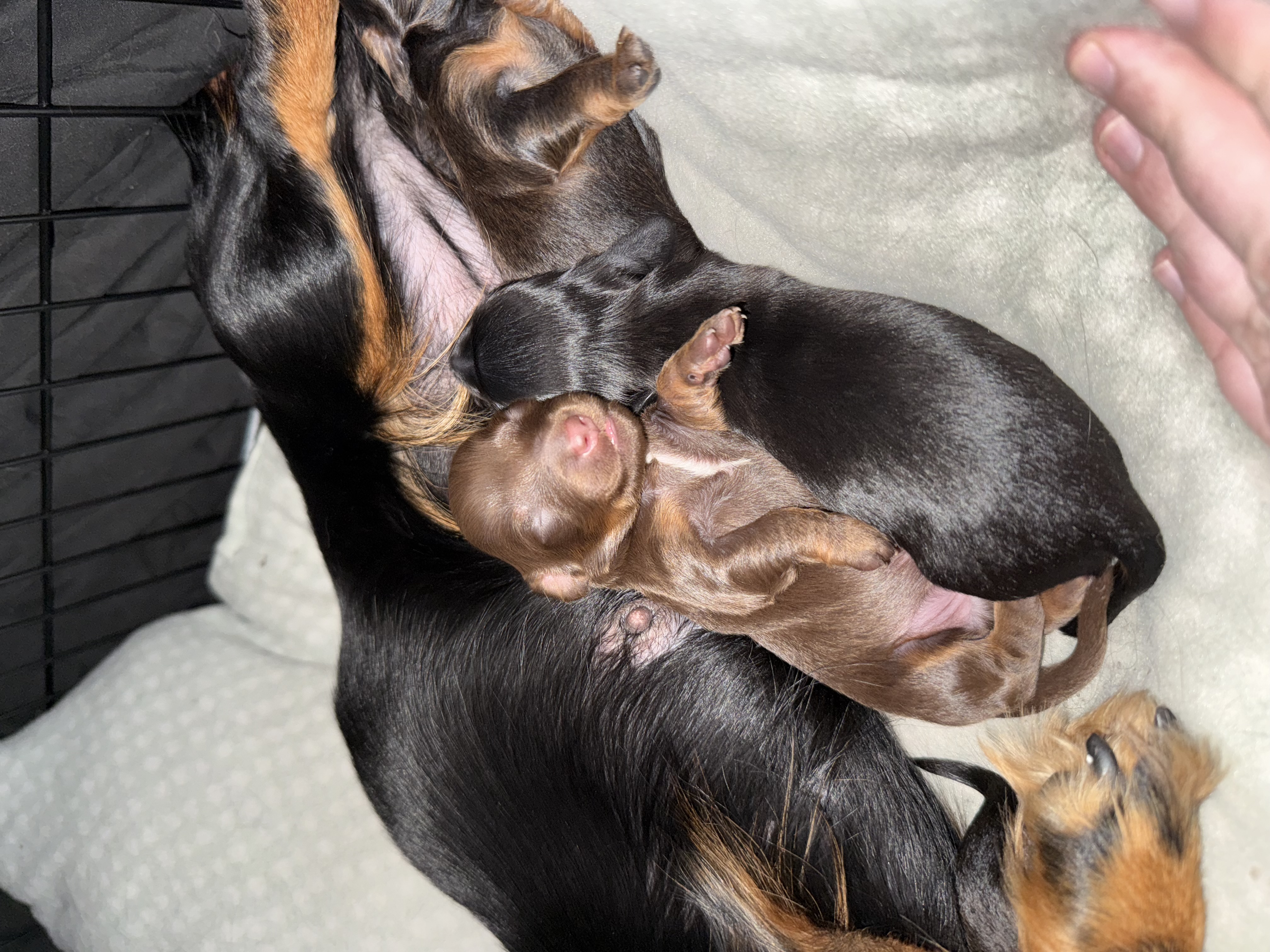 Dachshund - Bassendean - PetsForHomes