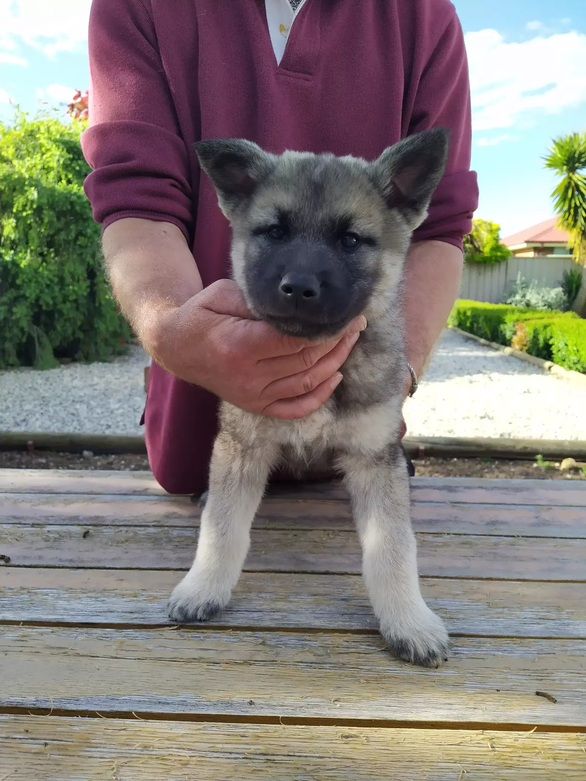 Aska - Katandra West - PetsForHomes